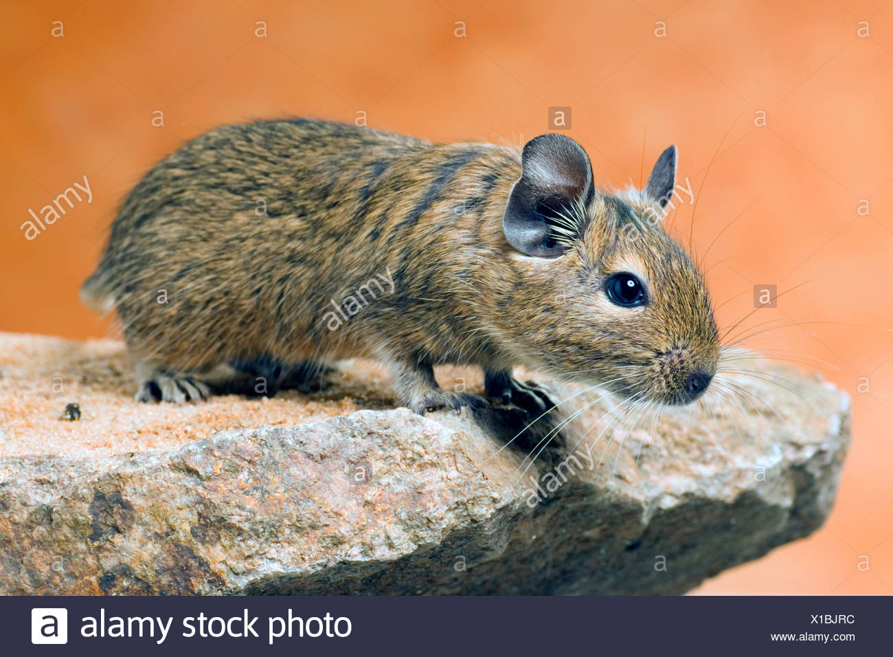 Sitting Rat High Resolution Stock Photography and Images - Alamy