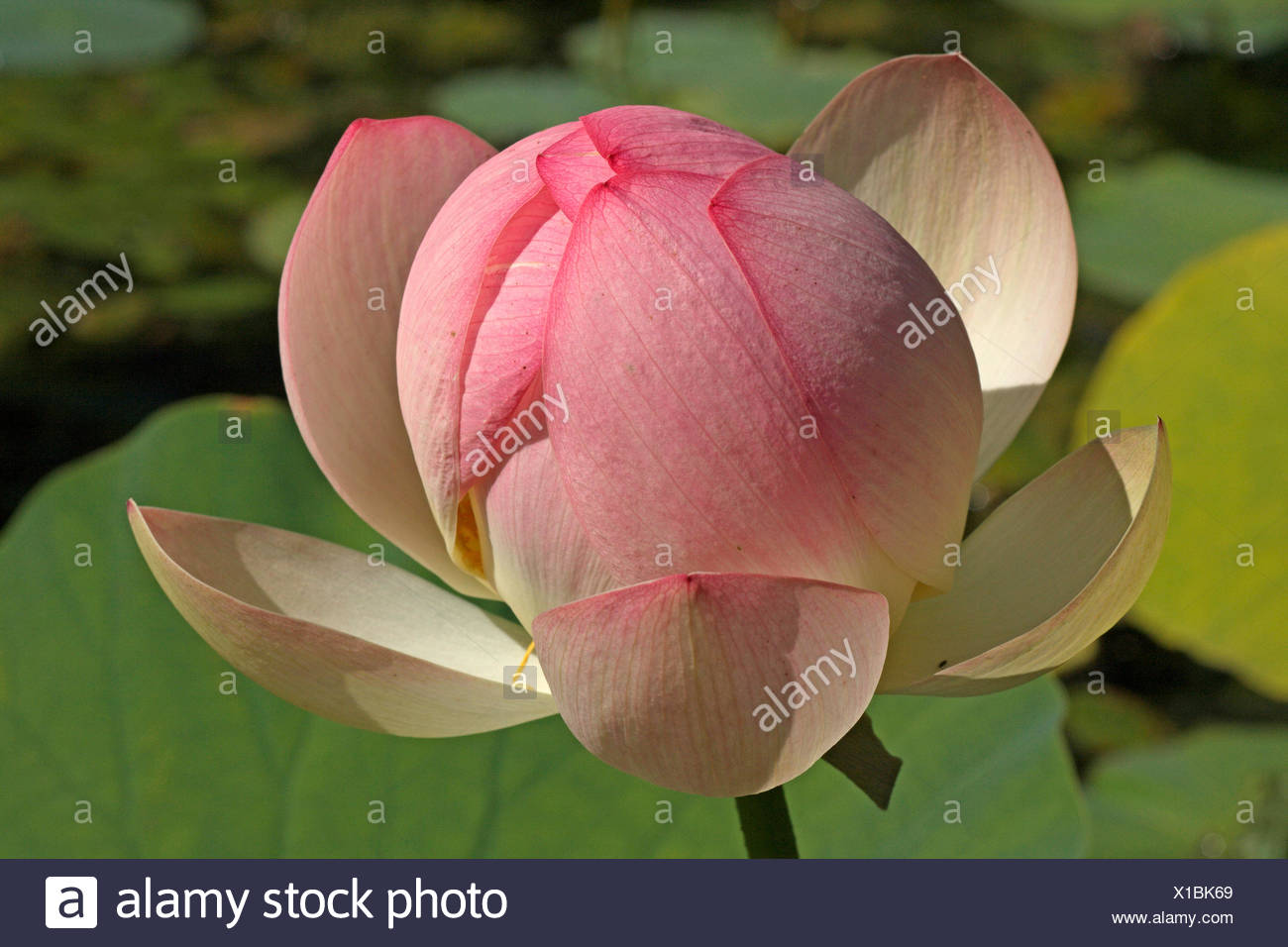 Lotus Flower Side View High Resolution Stock Photography and Images - Alamy
