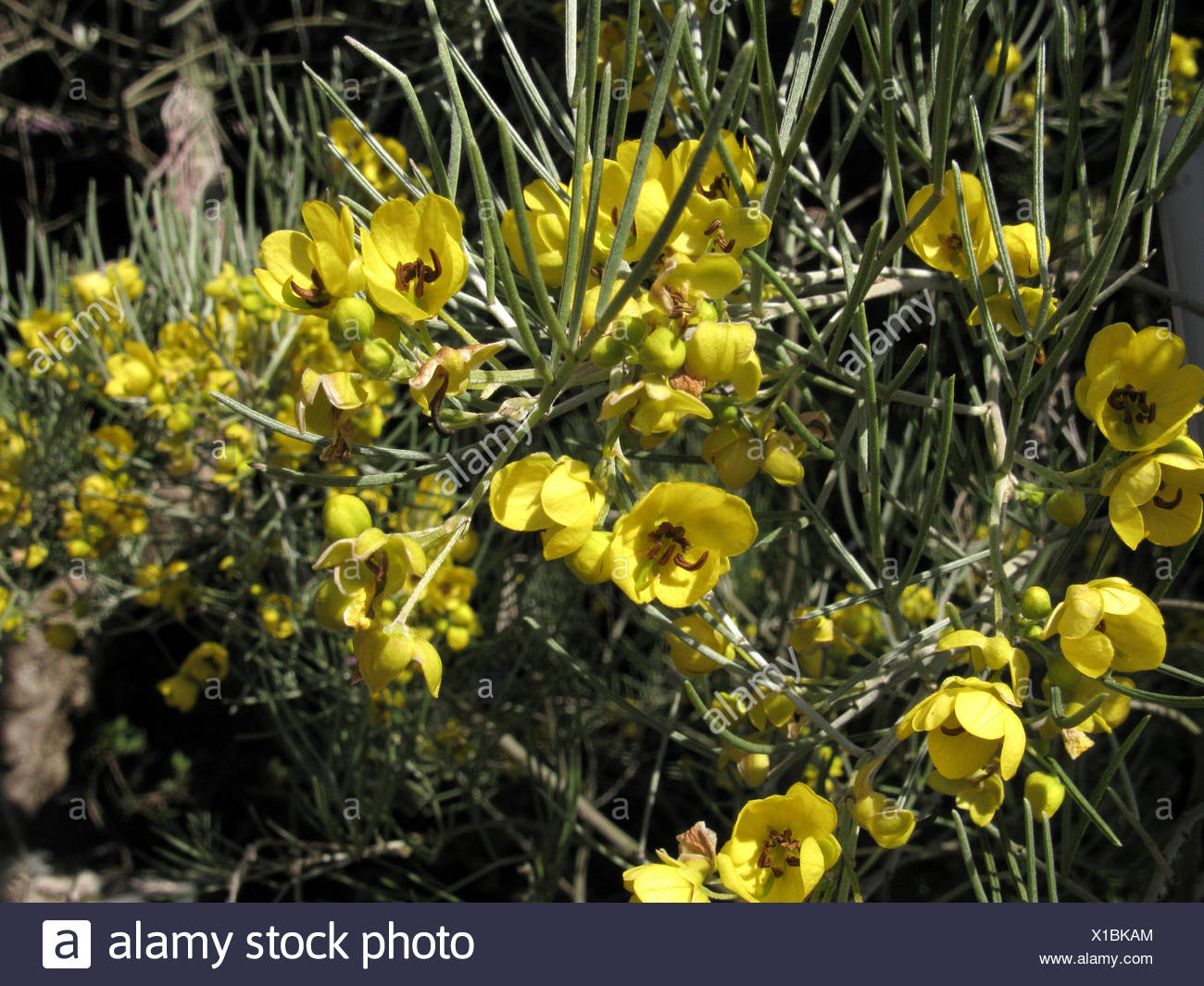 Artemisioides High Resolution Stock Photography and Images - Alamy