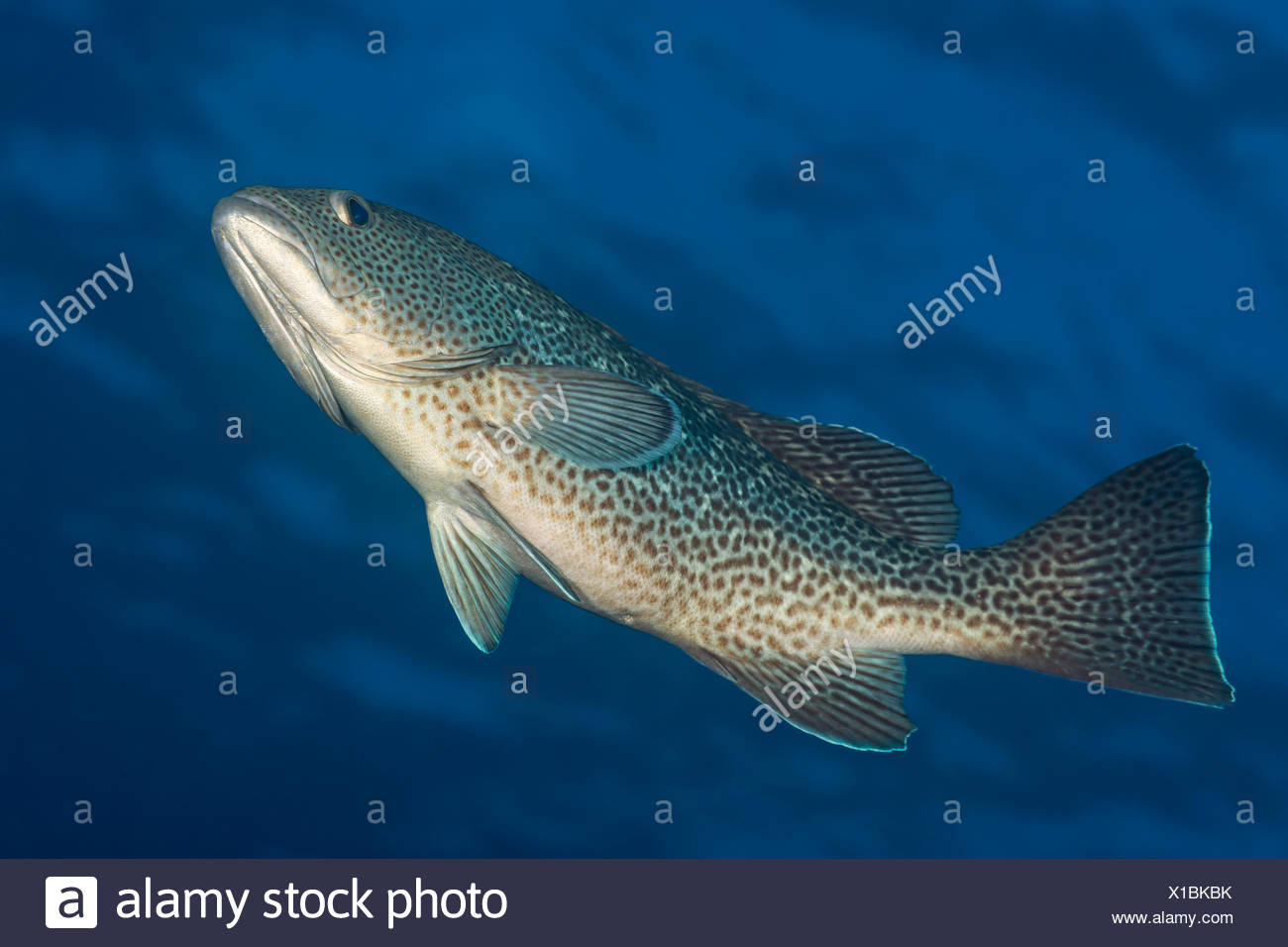 Leopard Fish High Resolution Stock Photography and Images - Alamy