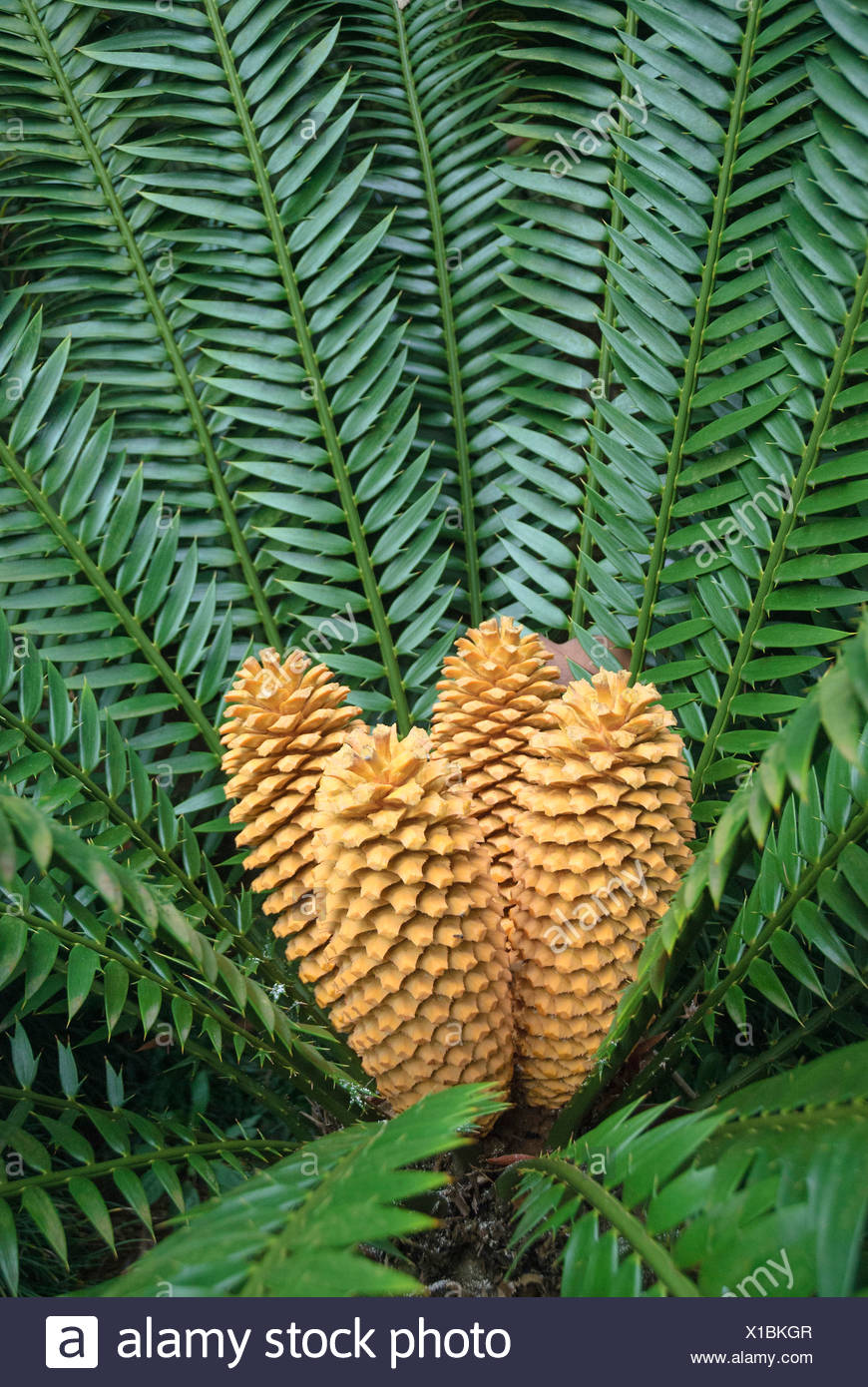 Lebombo Cycad Encephalartos Senticosus High Resolution Stock ...