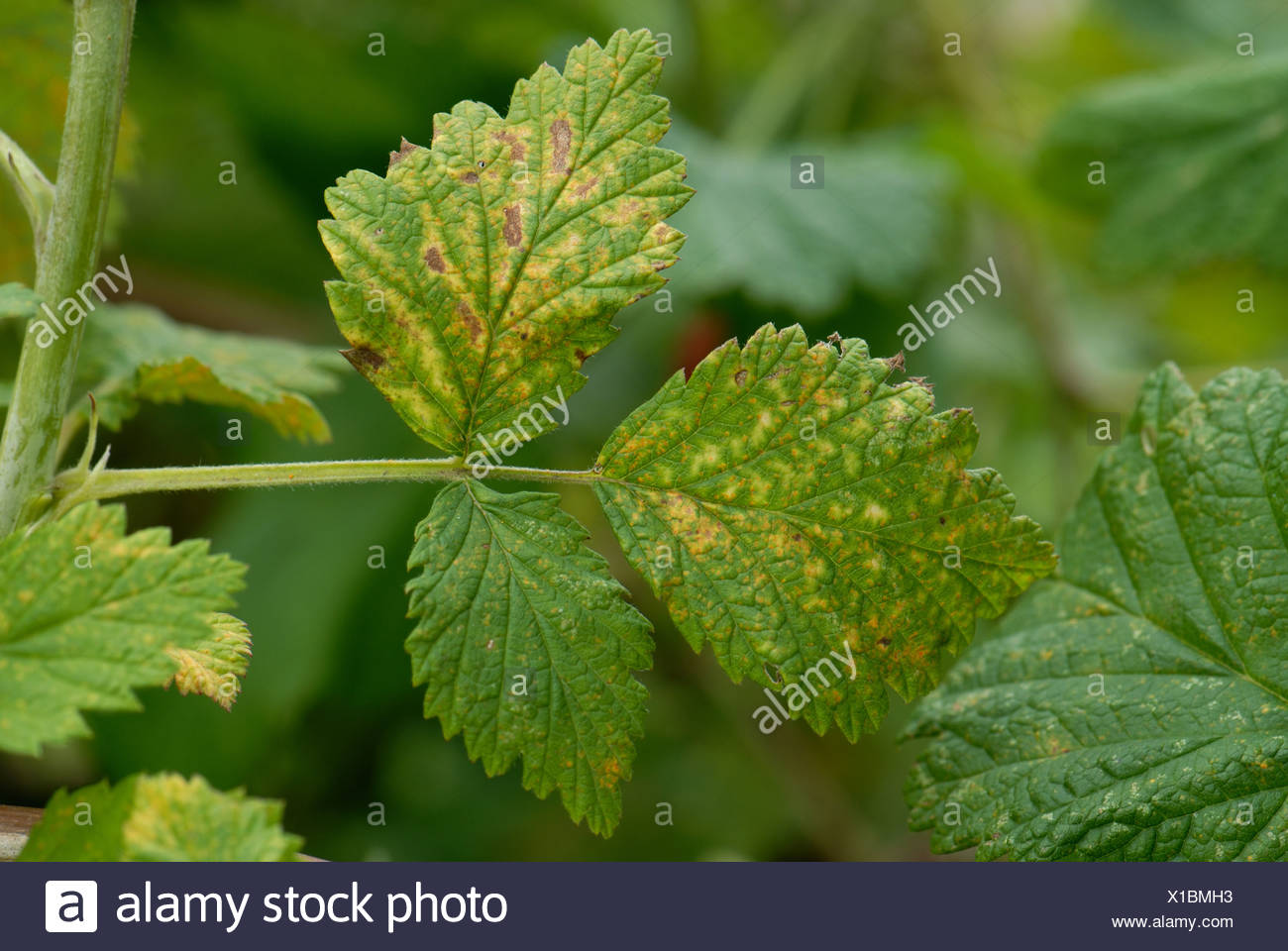 Raspberry Leaf Spot High Resolution Stock Photography and Images - Alamy