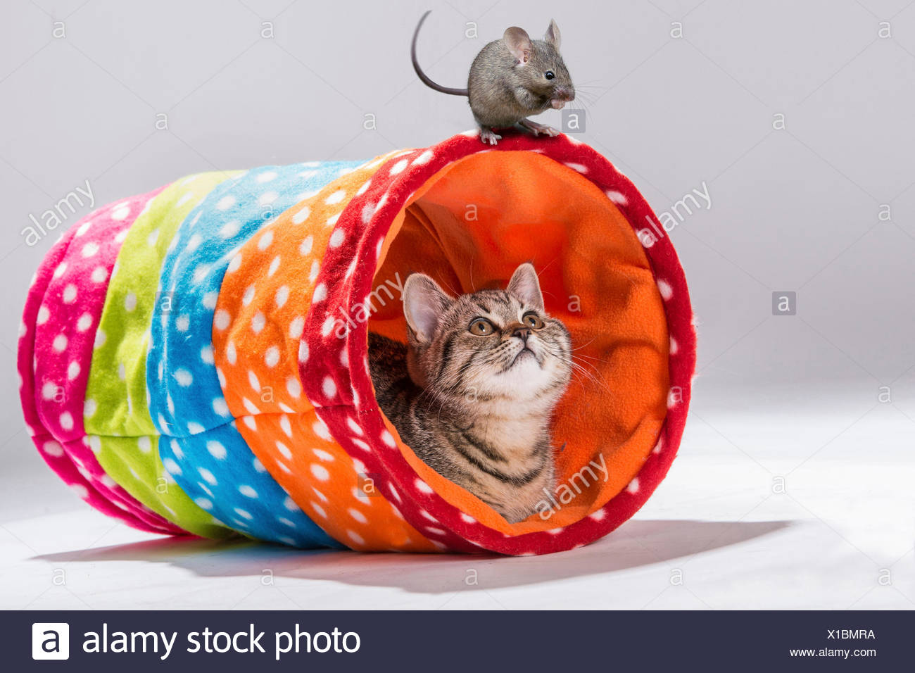 Juvenile House Mouse High Resolution Stock Photography and Images - Alamy