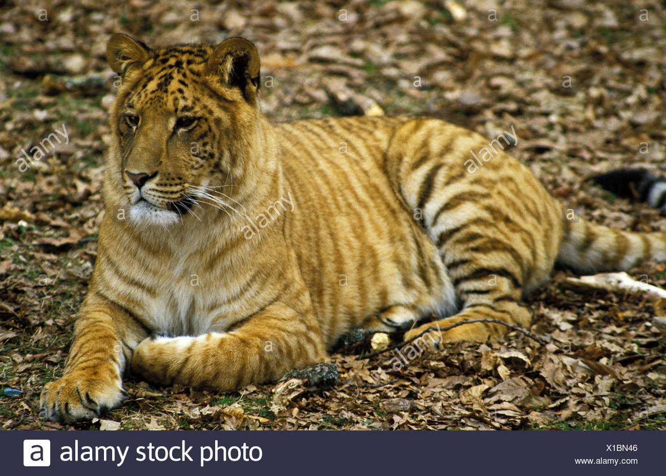 Liger High Resolution Stock Photography and Images - Alamy