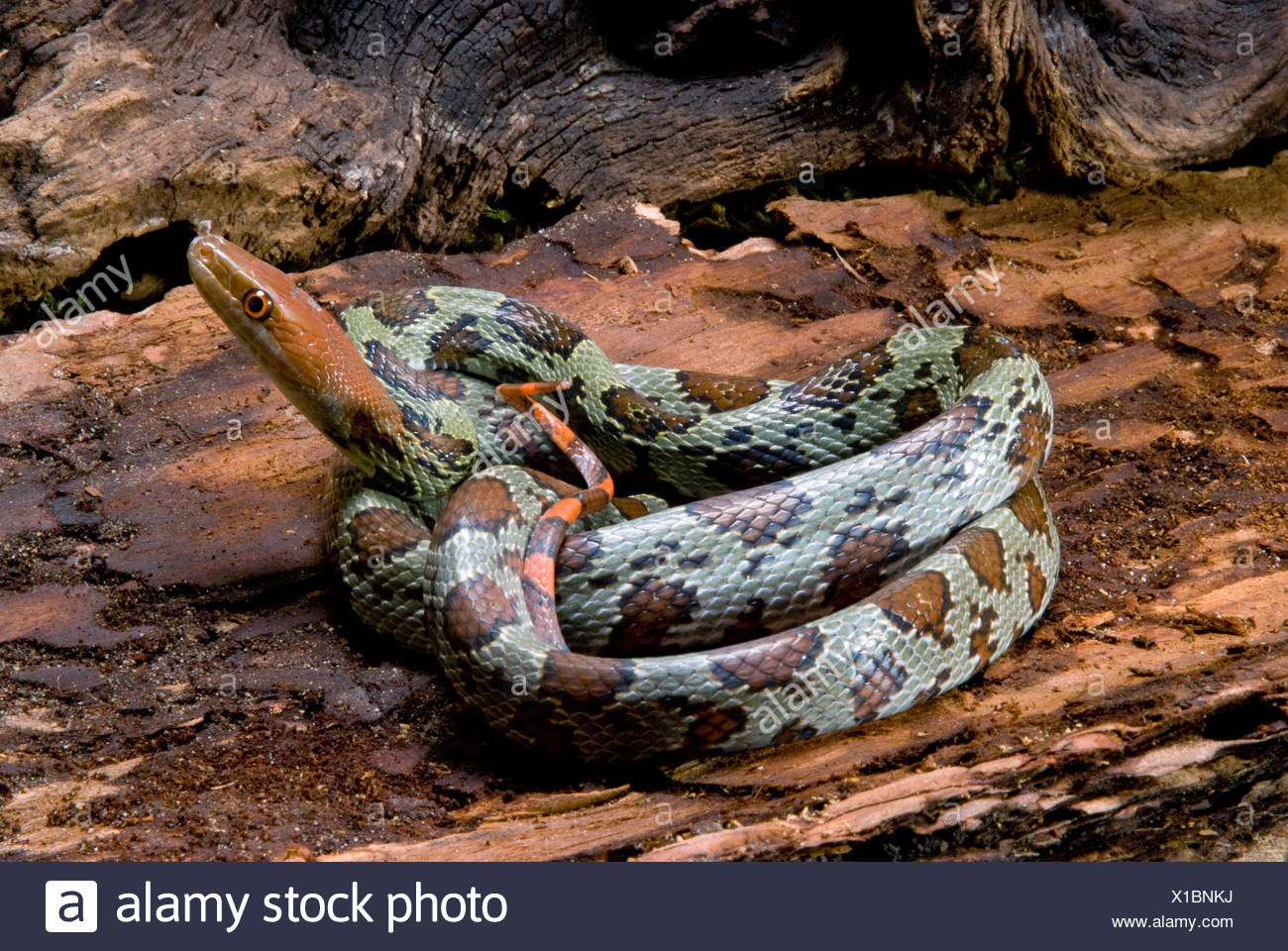 Asian Rat Snake High Resolution Stock Photography and Images - Alamy