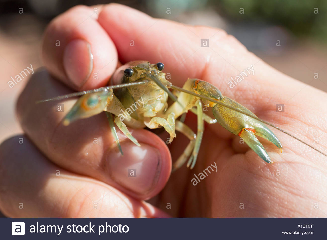 Australian Yabby High Resolution Stock Photography and Images - Alamy
