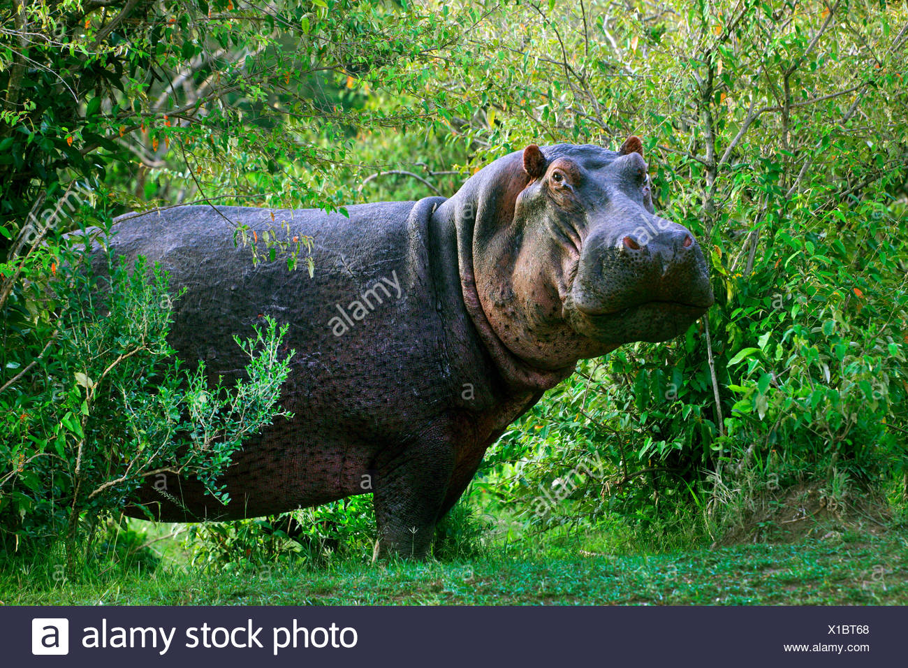 Hippo High Resolution Stock Photography and Images - Alamy