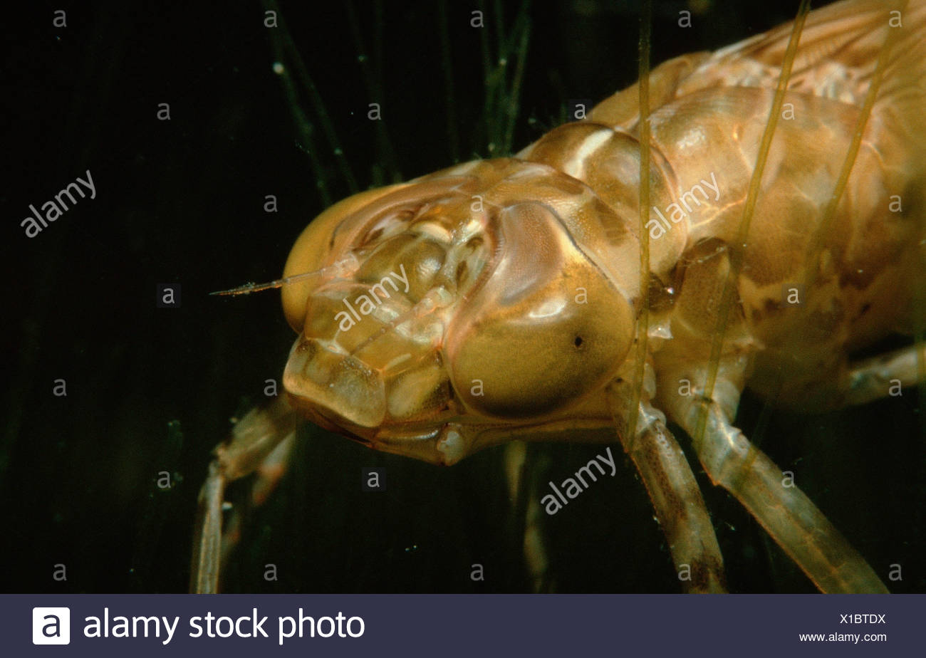 Emperor Dragonfly Larva High Resolution Stock Photography and Images ...