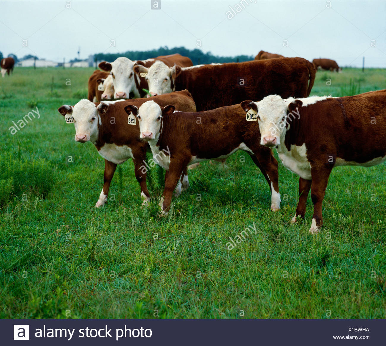 Polled Hereford Stock Photos & Polled Hereford Stock Images - Alamy