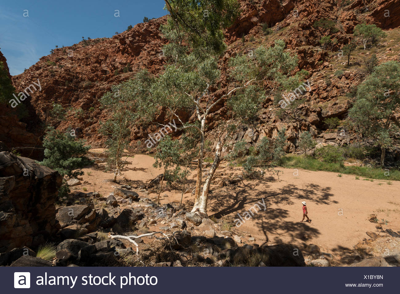 River Red Gum Eucalyptus Eucalyptus Camaldulensis High Resolution Stock ...