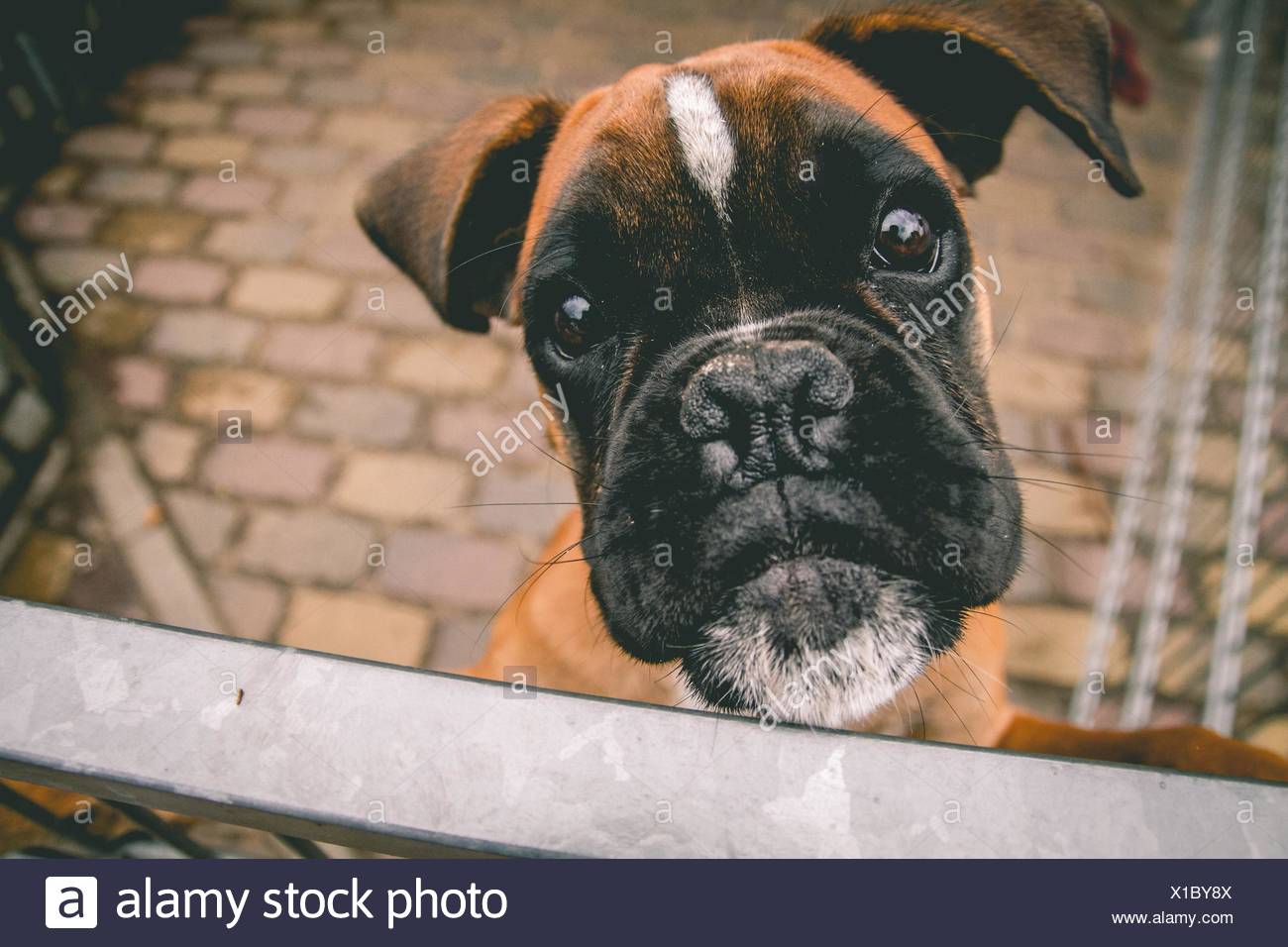 Distorted Dog Head High Resolution Stock Photography and Images - Alamy