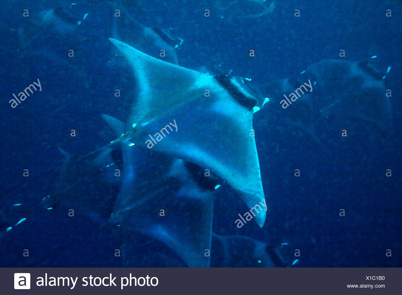 Rays Fish High Resolution Stock Photography and Images - Alamy