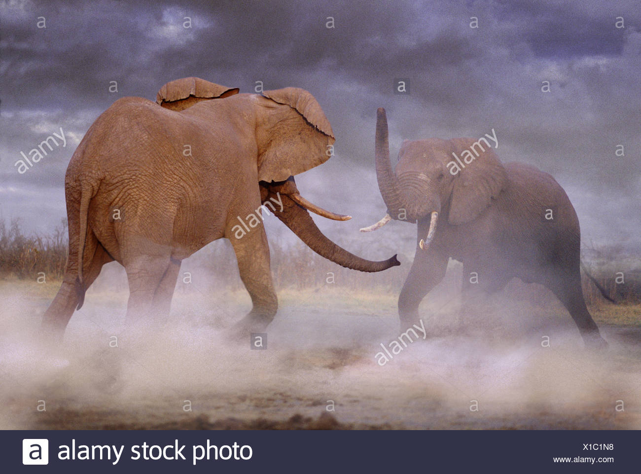 Elephants Fighting High Resolution Stock Photography and Images - Alamy