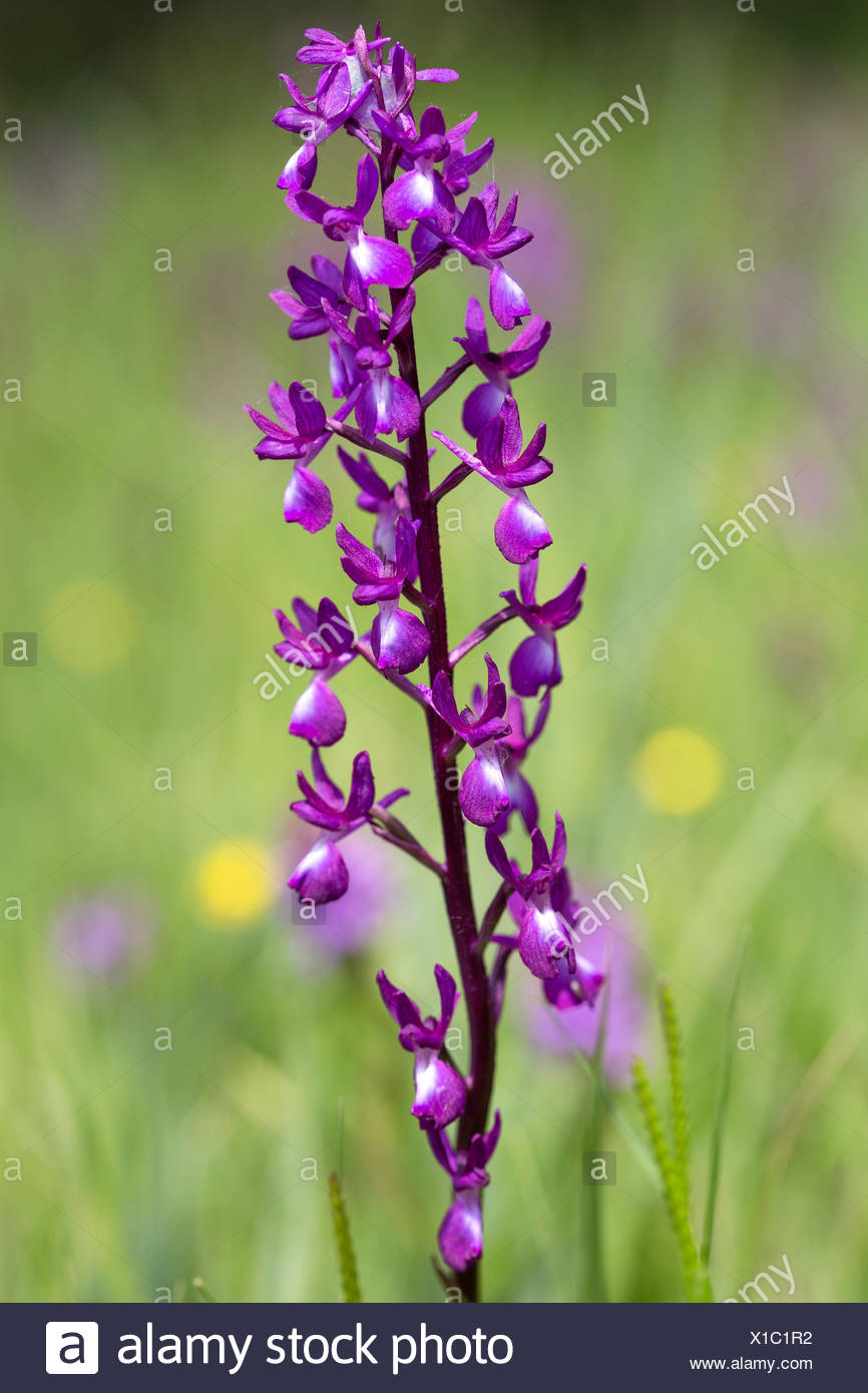 Wilde Orchidee High Resolution Stock Photography and Images - Alamy