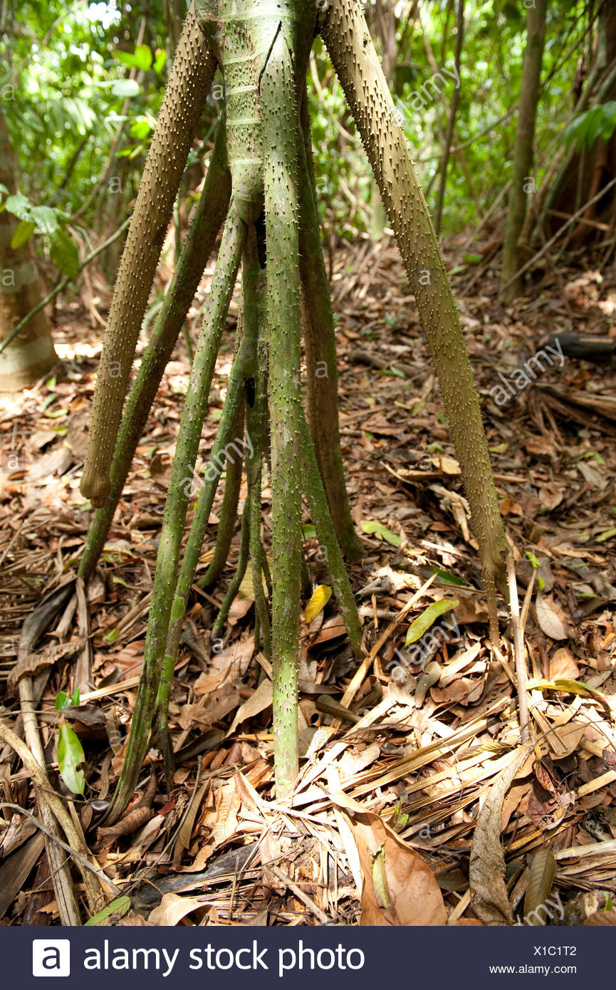 Fig Tree Ficus Sp High Resolution Stock Photography and Images - Alamy