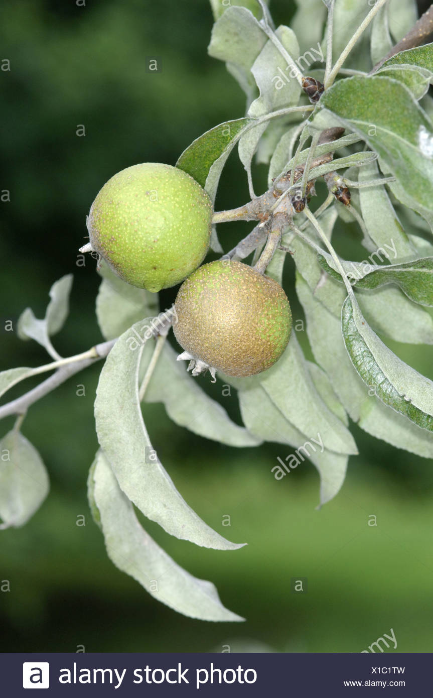 Pyrus Nivalis Stock Photos & Pyrus Nivalis Stock Images - Alamy