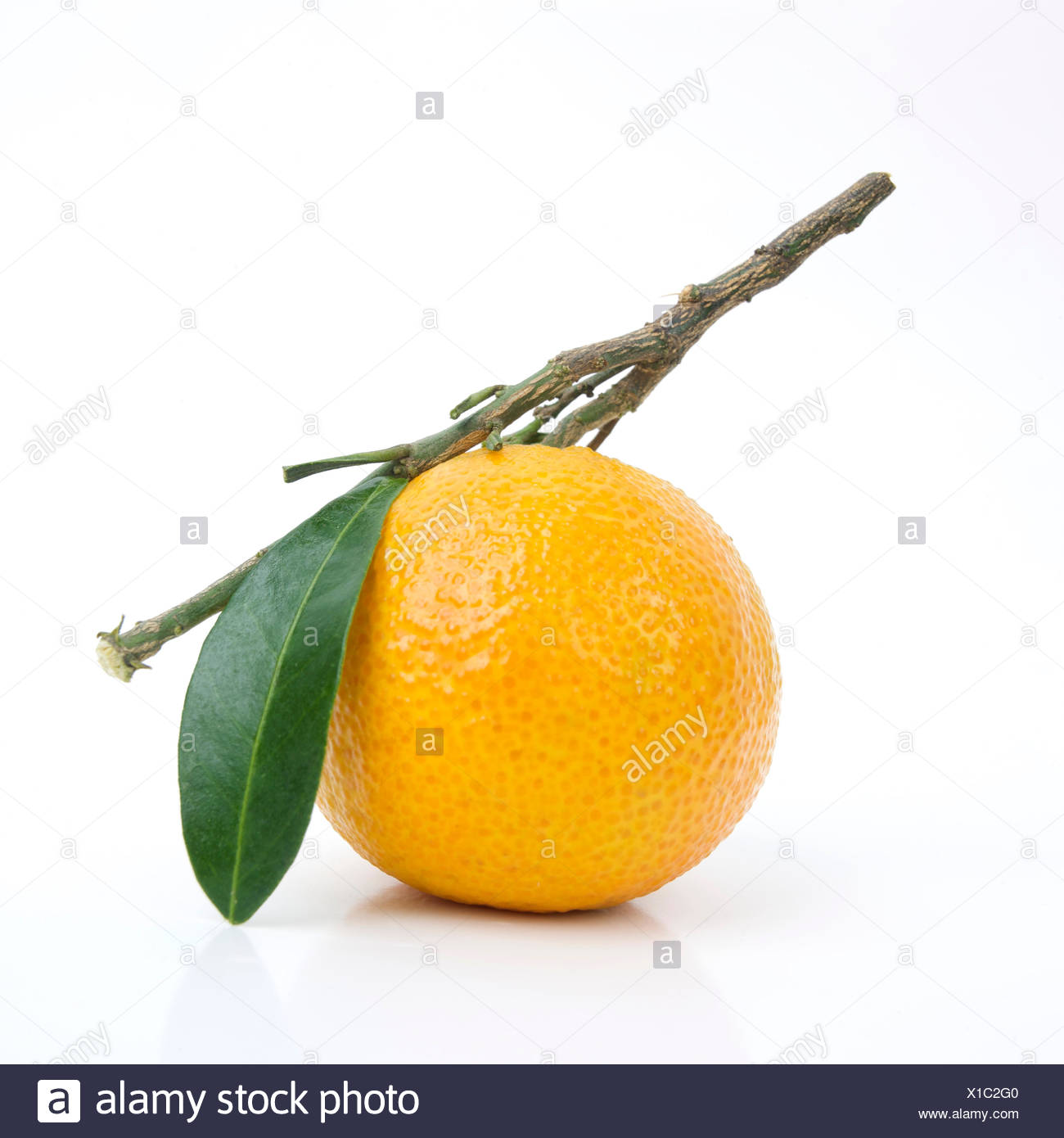 Satsuma High Resolution Stock Photography and Images - Alamy