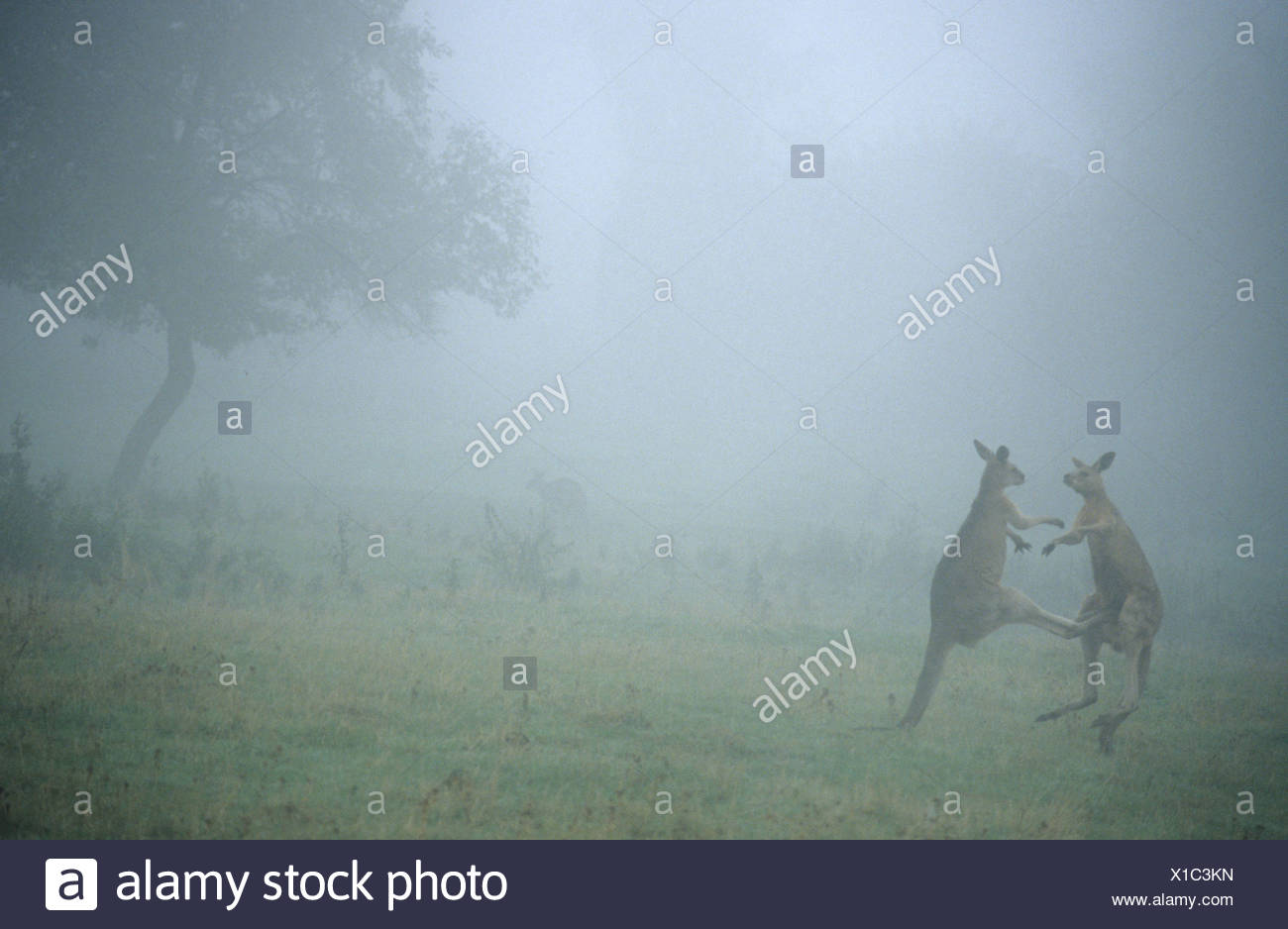Aggressive Kangaroo Stock Photos & Aggressive Kangaroo Stock Images - Alamy