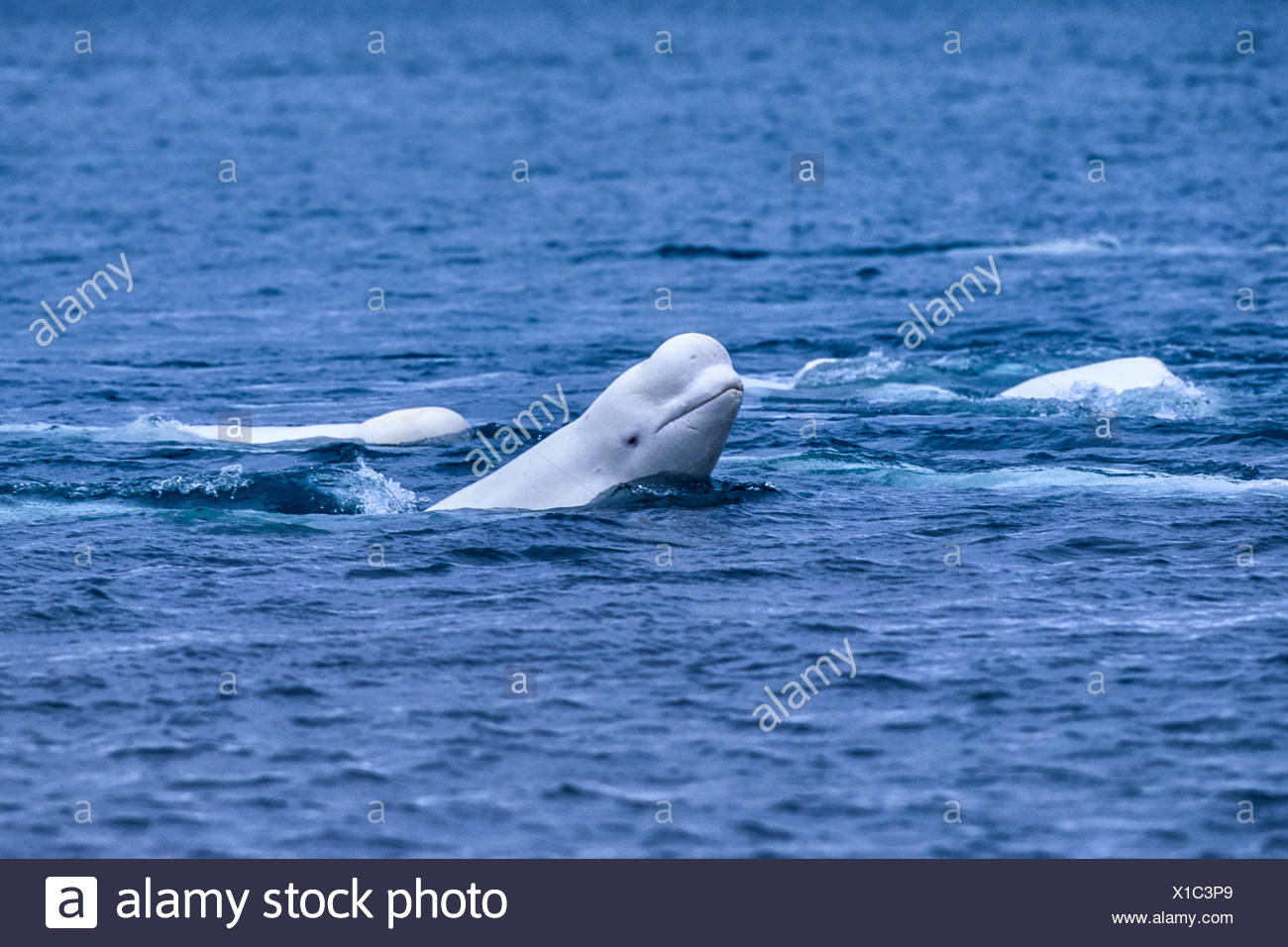 Beluga Whale Dead High Resolution Stock Photography and Images - Alamy
