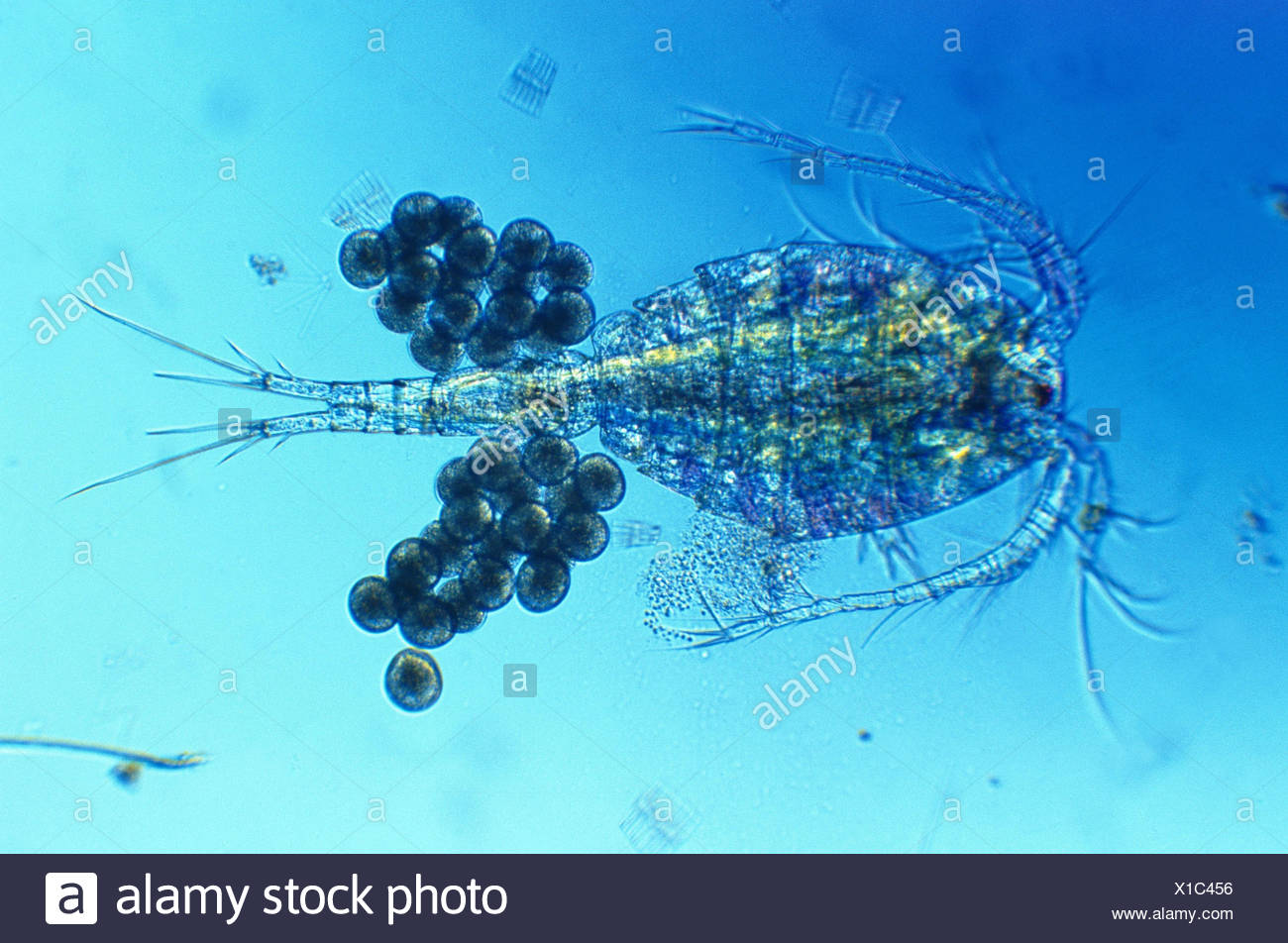 Cyclops Copepod Stock Photos & Cyclops Copepod Stock Images - Alamy