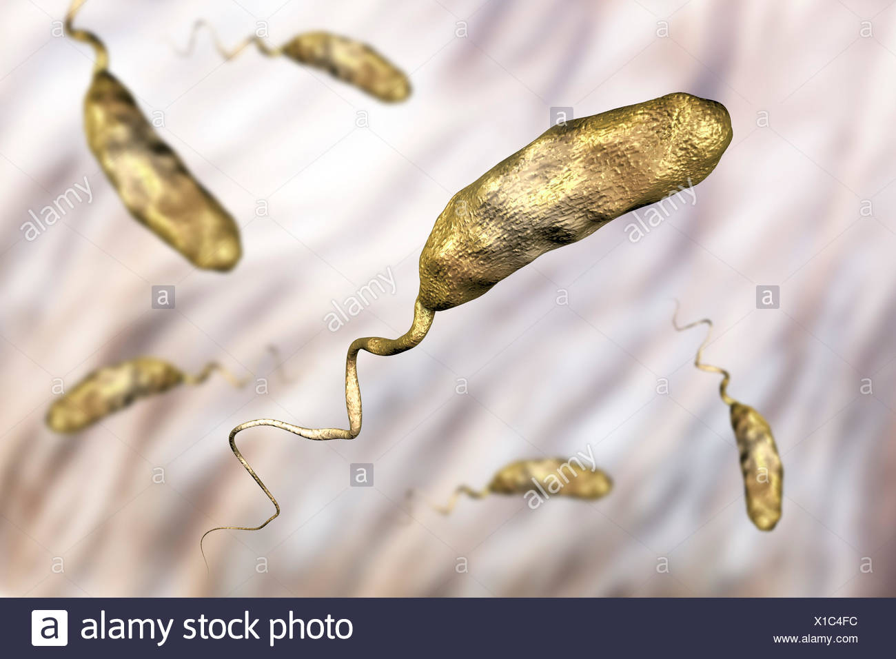 Vibrio Cholerae Bacterium Stock Photos & Vibrio Cholerae Bacterium ...