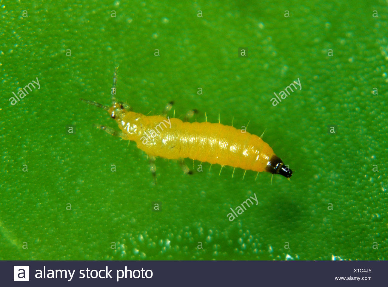 Thripidae Stock Photos & Thripidae Stock Images - Alamy