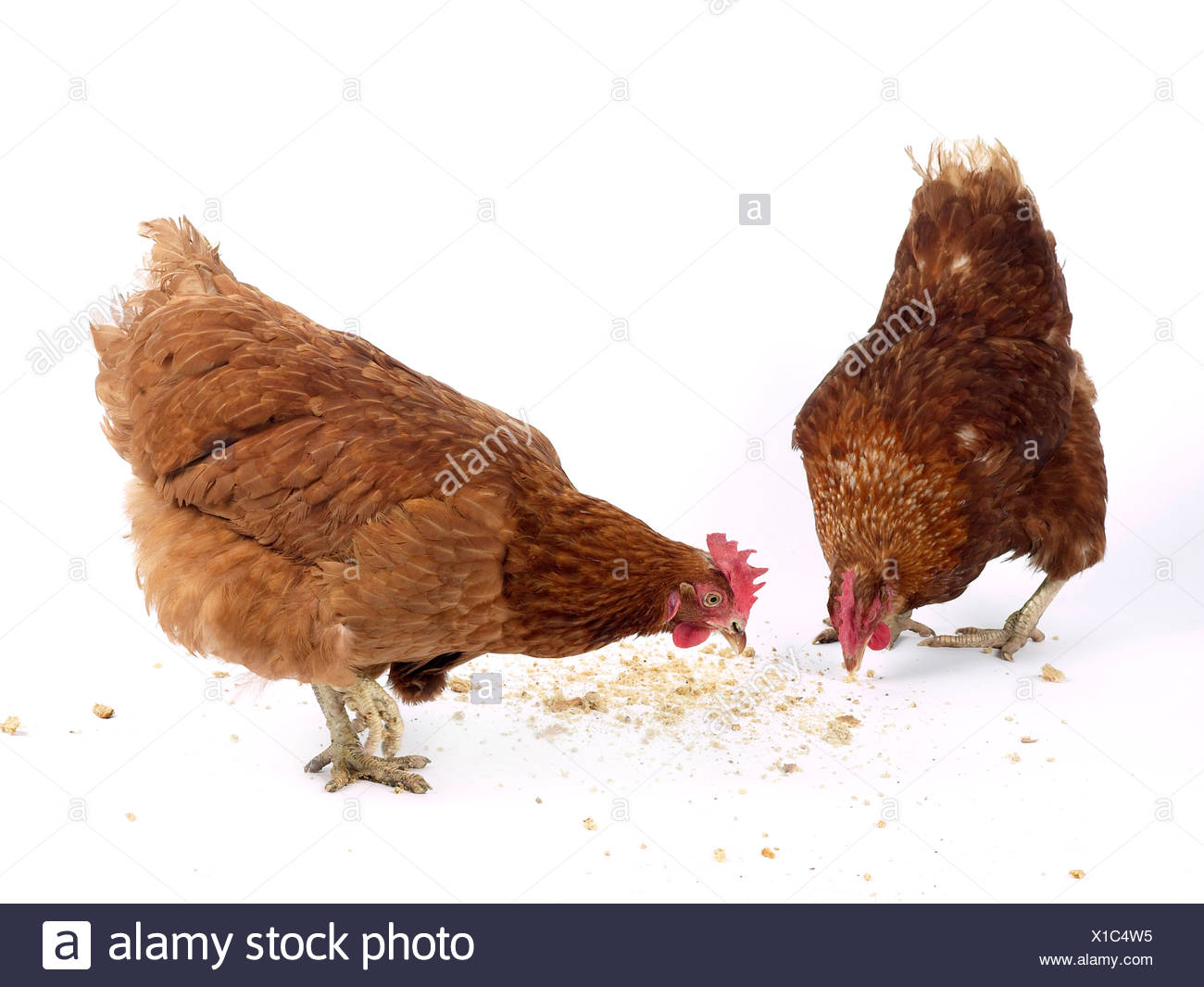 Pecking Order High Resolution Stock Photography and Images - Alamy