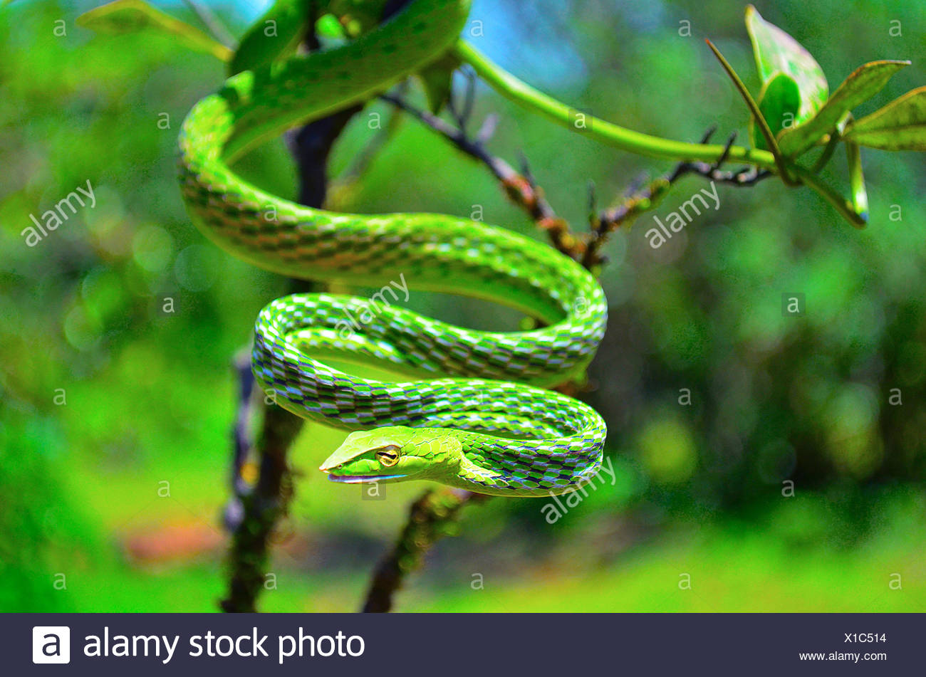 Green Vine Snake High Resolution Stock Photography and Images - Alamy