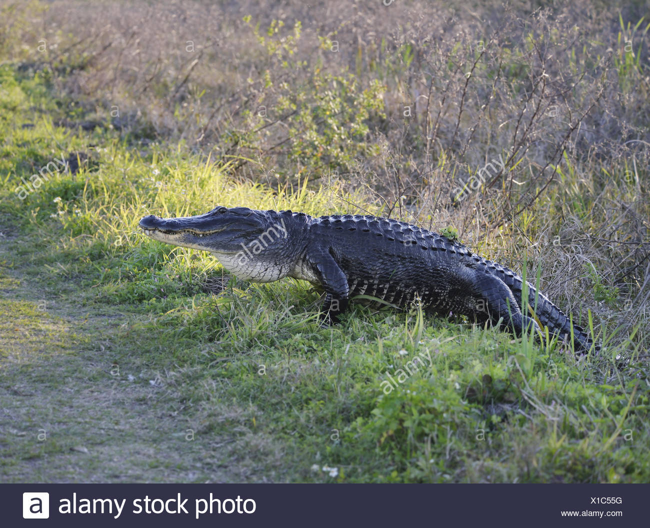 Alligator Walking Stock Photos & Alligator Walking Stock Images - Alamy