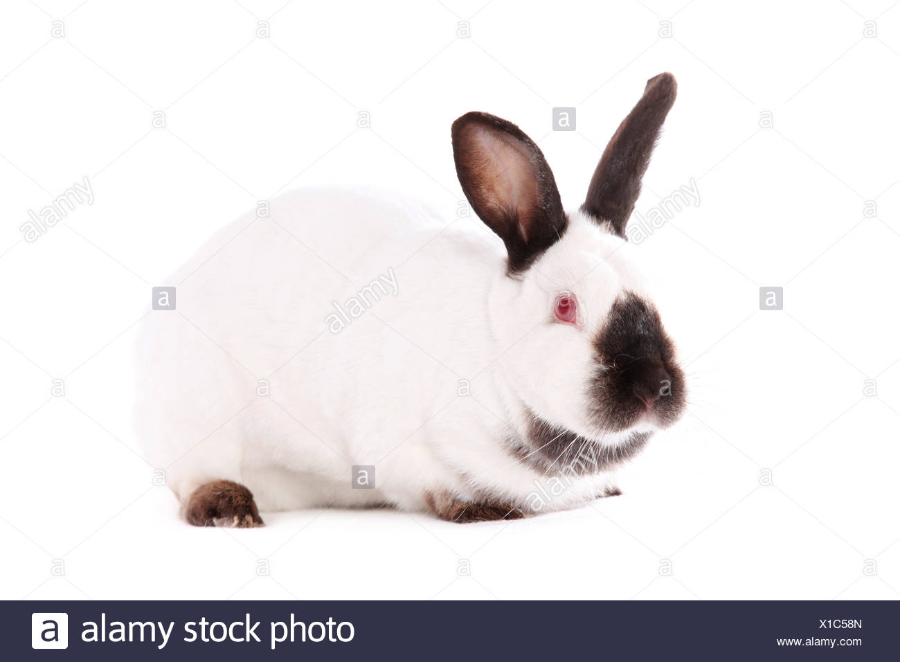 Californian Rabbit High Resolution Stock Photography and Images - Alamy