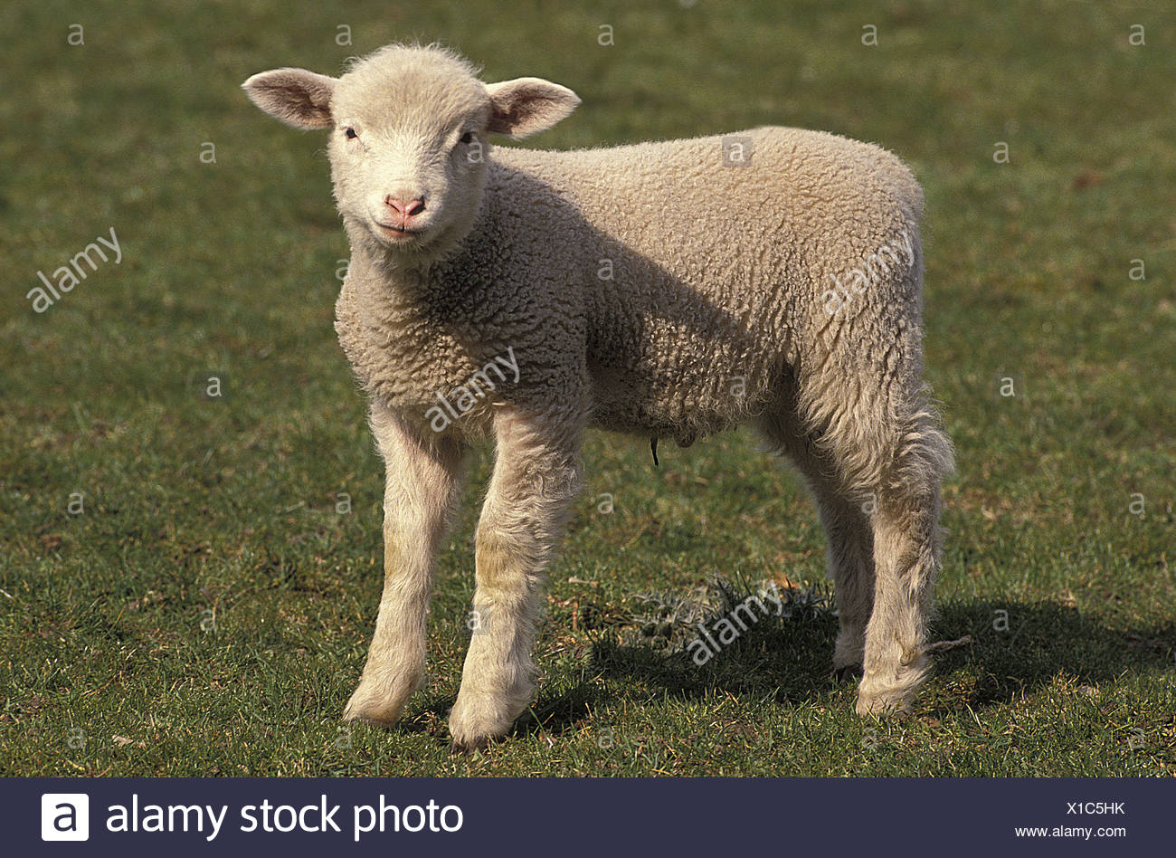 France Lambs Stock Photos & France Lambs Stock Images - Alamy