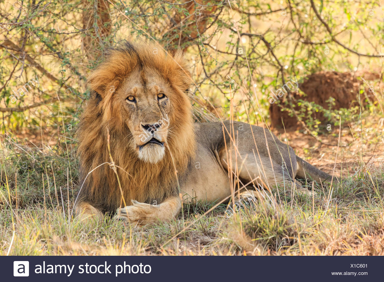 Lion Under Tree High Resolution Stock Photography and Images - Alamy