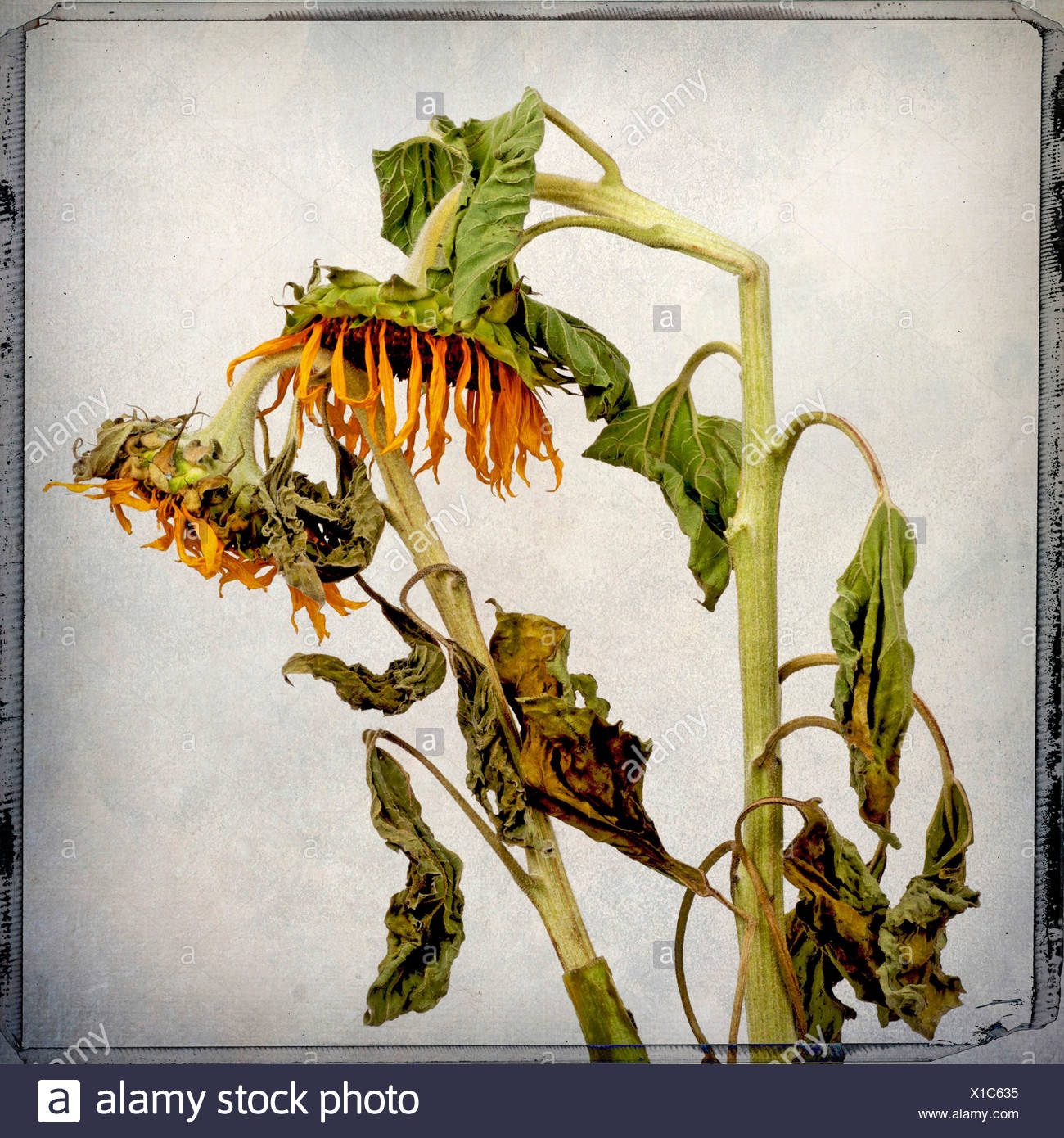 Flower Decay High Resolution Stock Photography and Images - Alamy