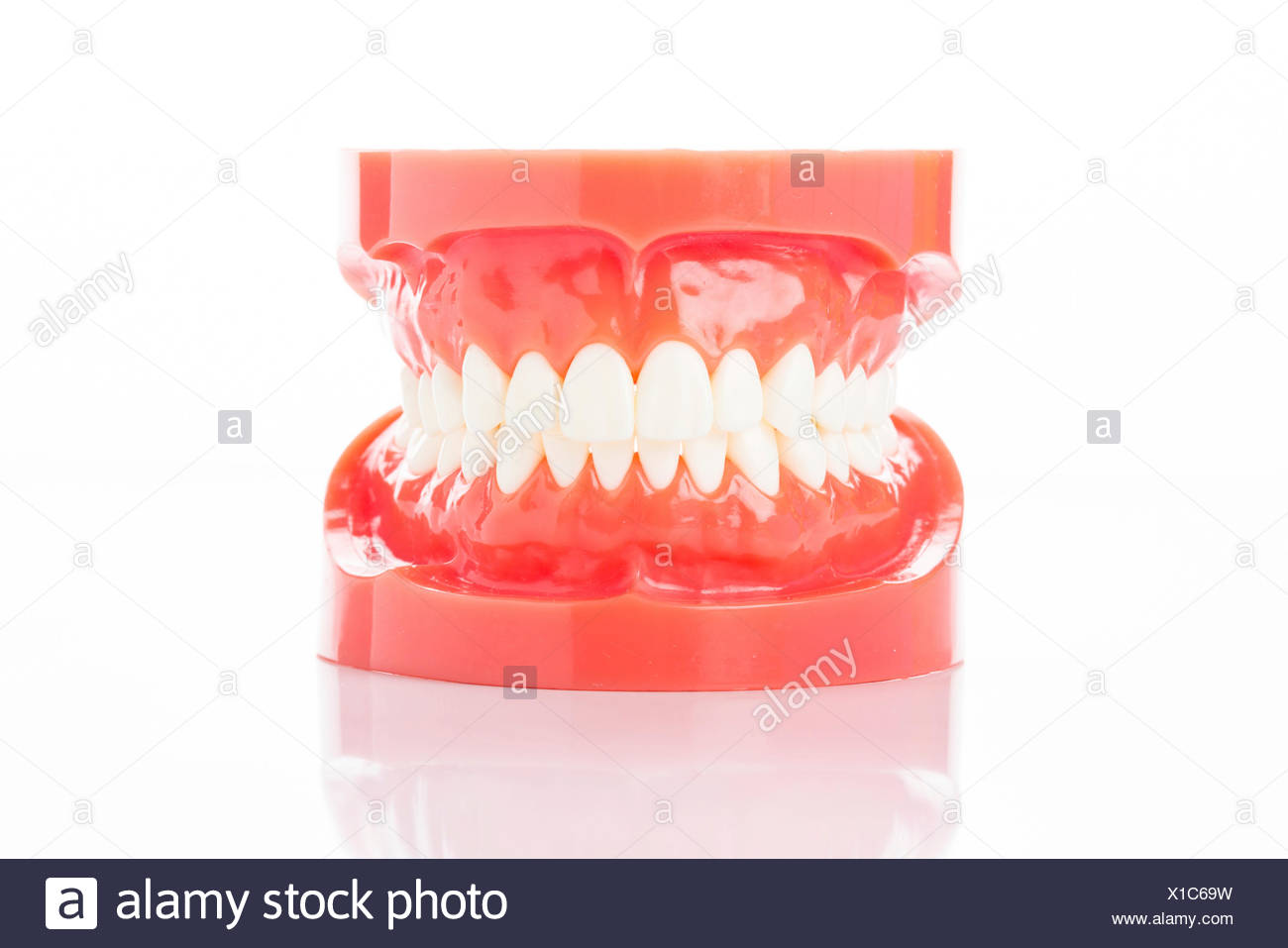 Gums Healthy High Resolution Stock Photography and Images - Alamy