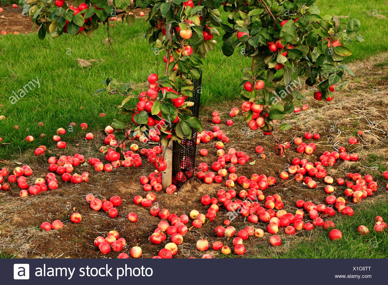 Ground Apples High Resolution Stock Photography and Images - Alamy