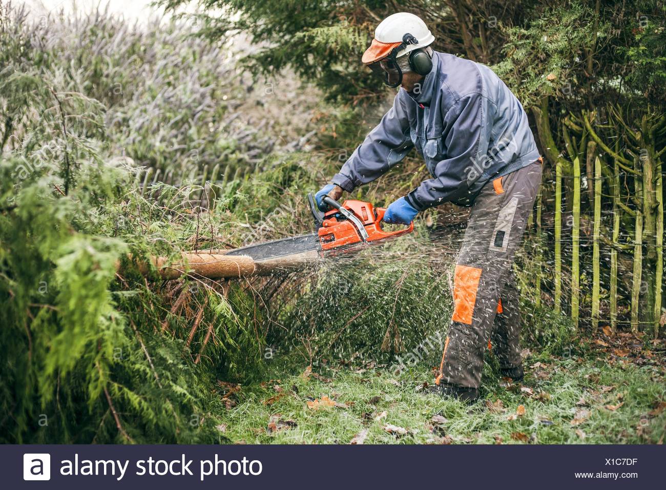 Man Cutting Tree High Resolution Stock Photography and Images - Alamy