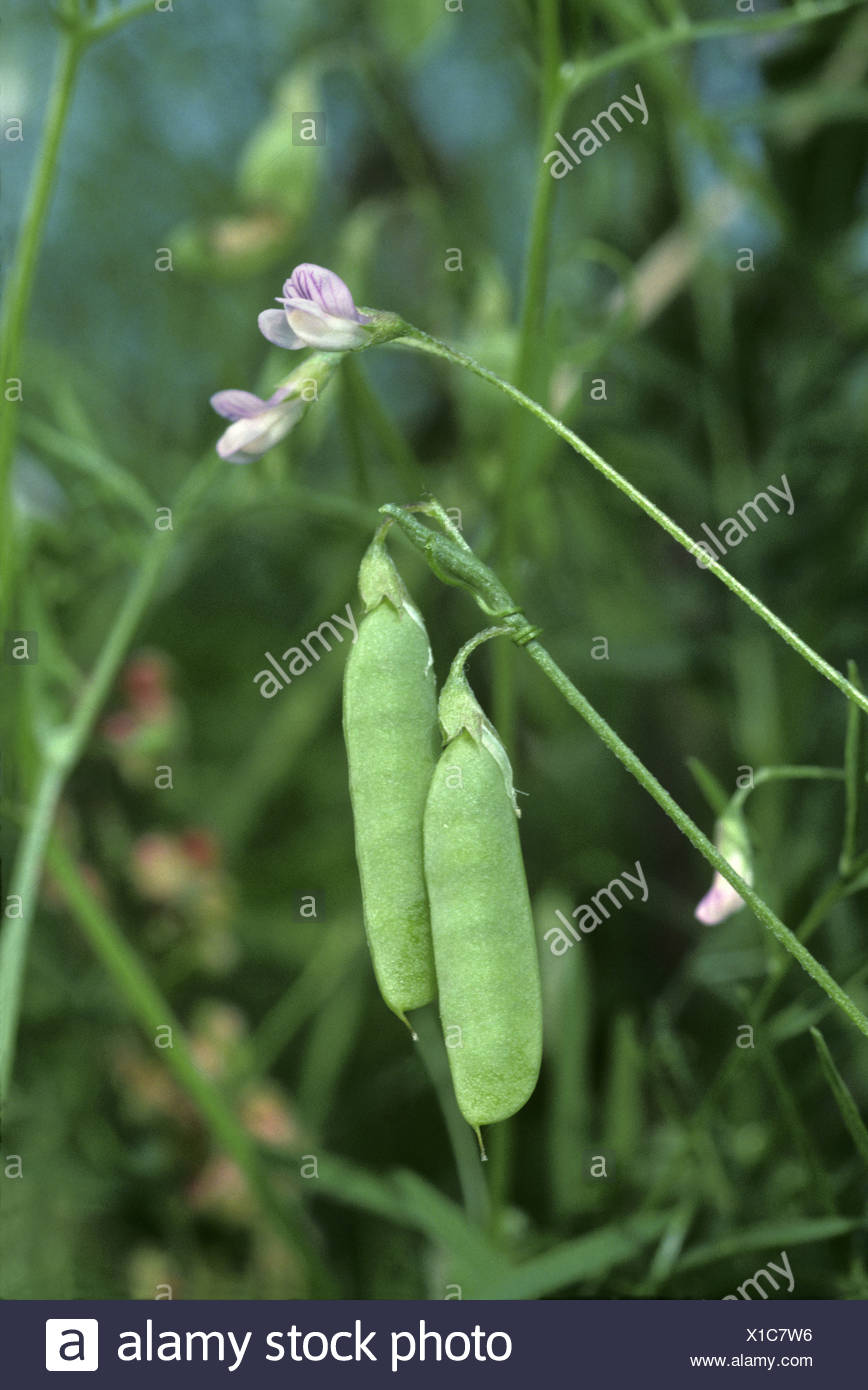 Tare High Resolution Stock Photography and Images - Alamy