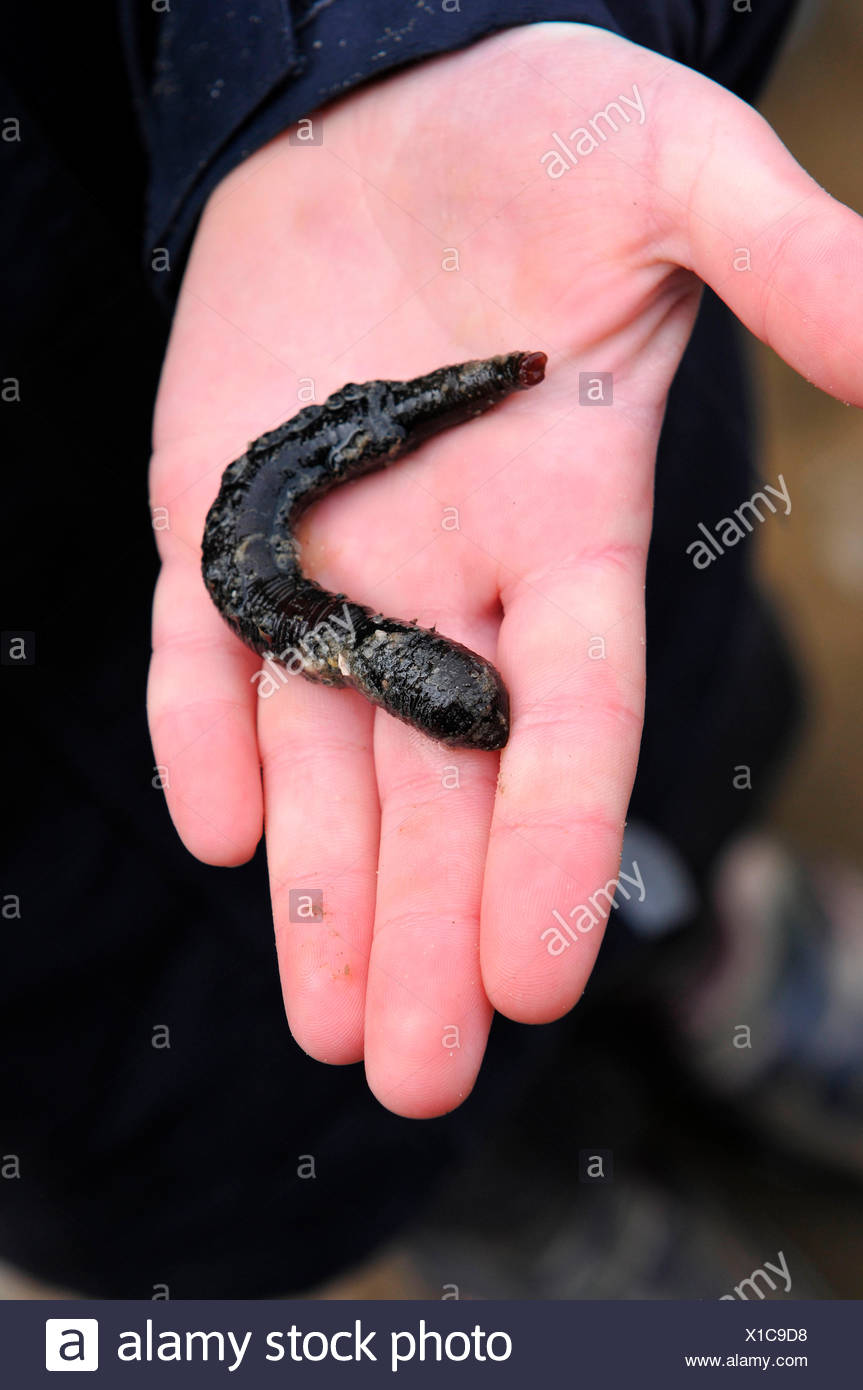 Lug Worm Stock Photos & Lug Worm Stock Images - Alamy