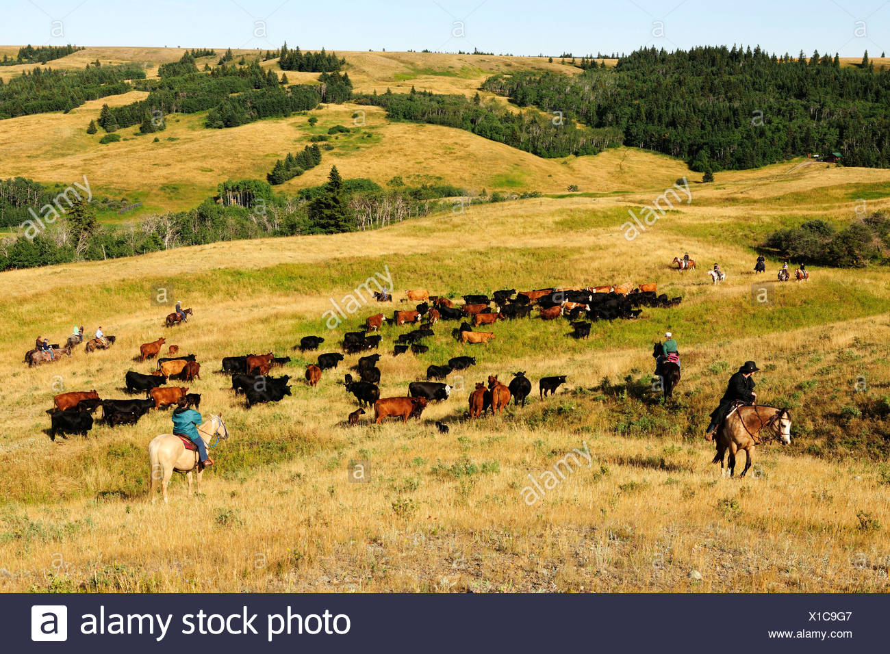 Cowboys Cattle Driving High Resolution Stock Photography and Images - Alamy