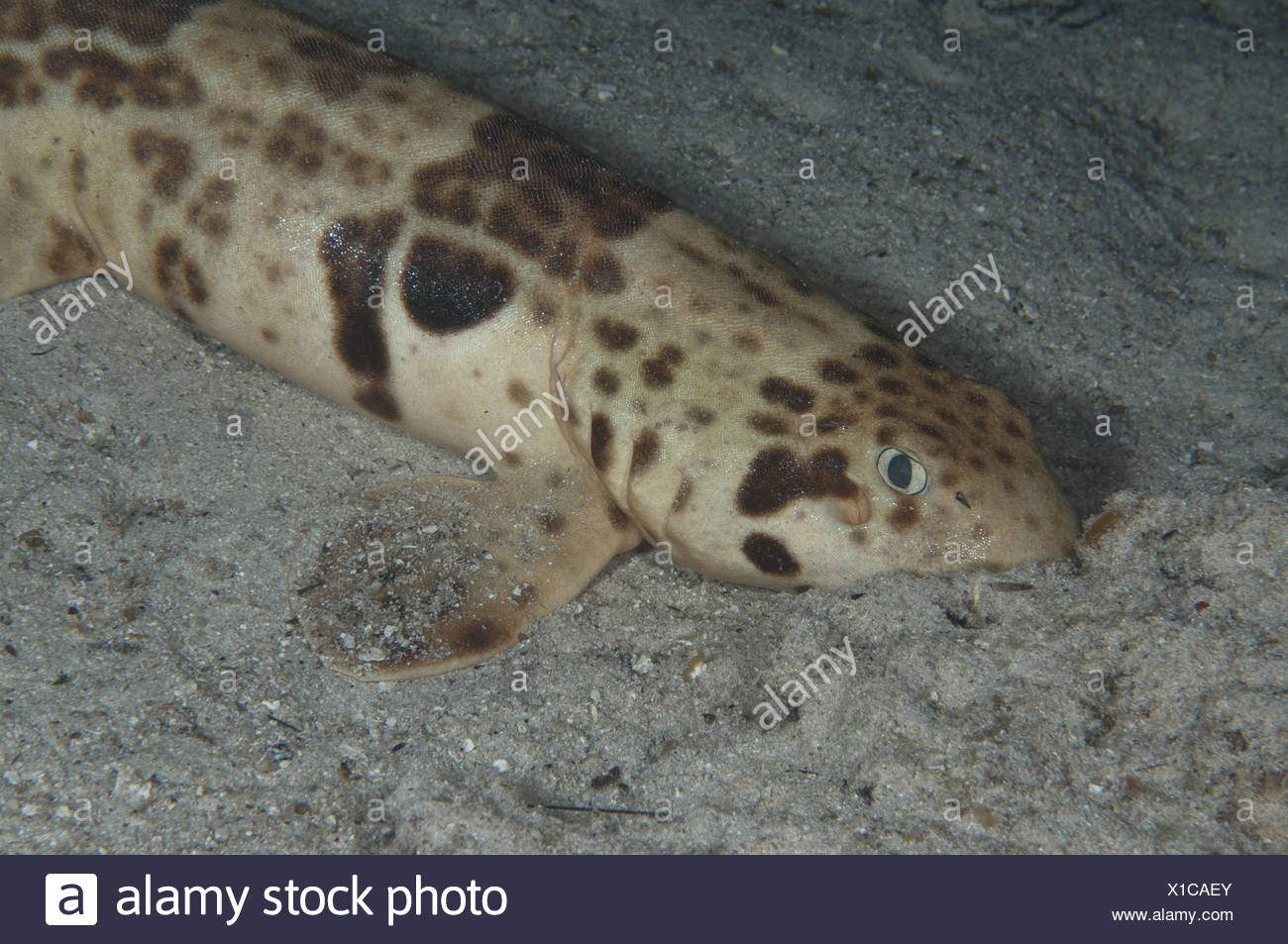 Carpetshark High Resolution Stock Photography and Images - Alamy