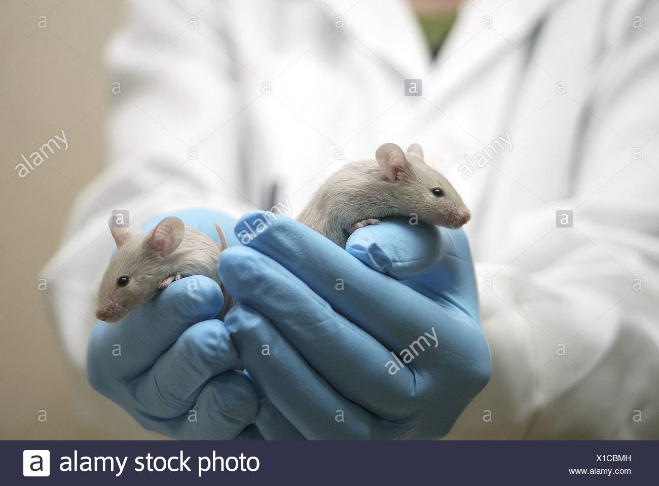 Genetically Modified Mouse High Resolution Stock Photography and Images ...