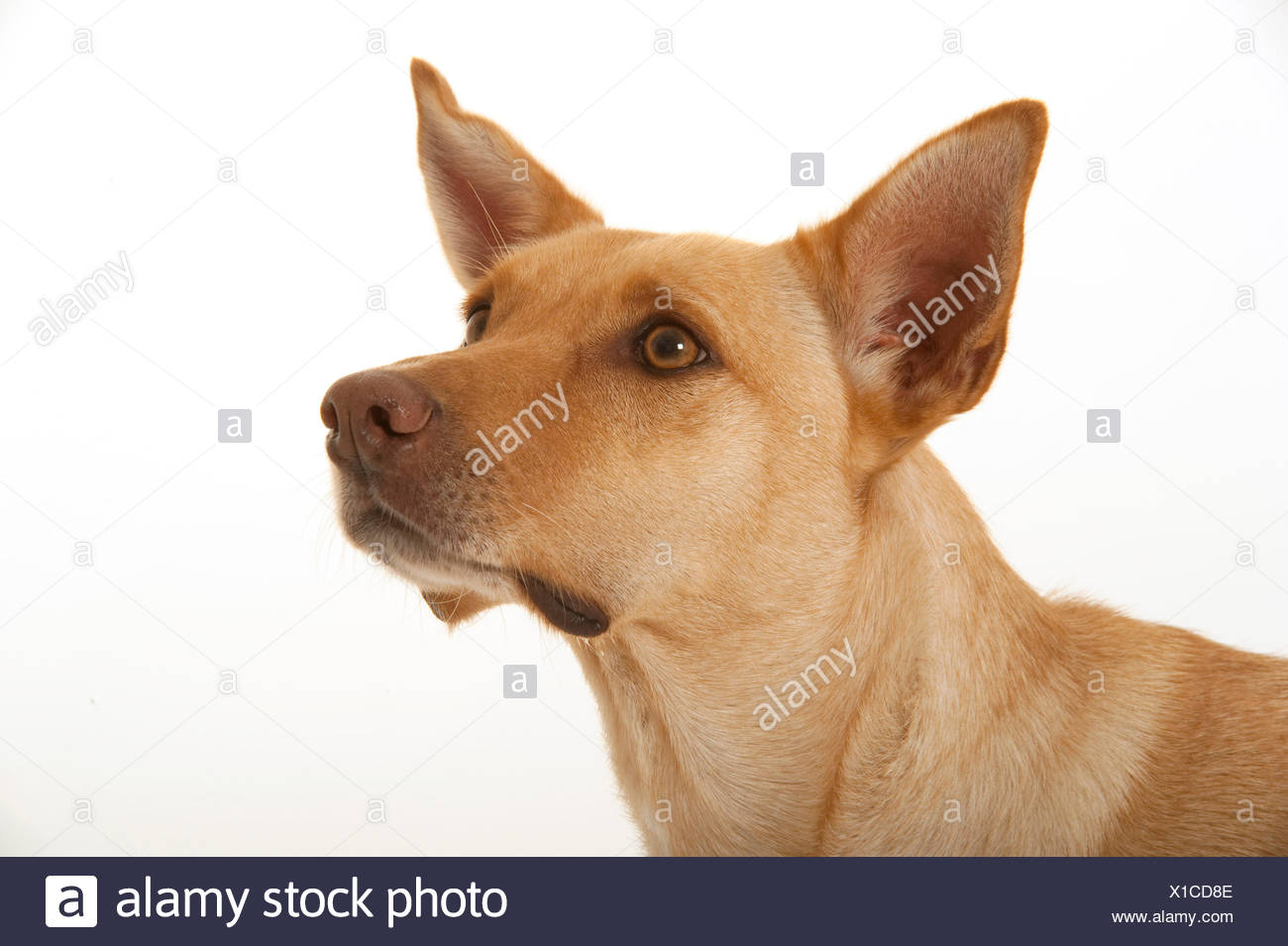 Australian Kelpie Head High Resolution Stock Photography and Images - Alamy
