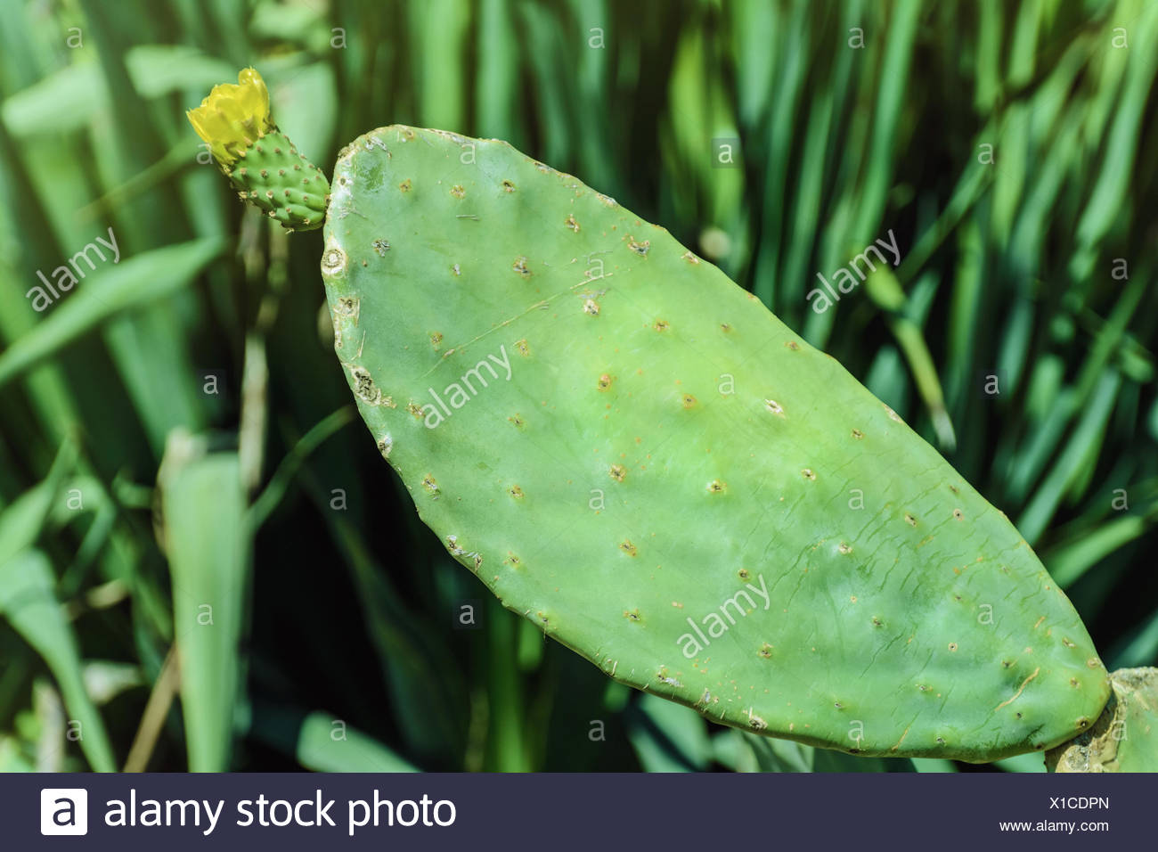 Cladode High Resolution Stock Photography and Images - Alamy