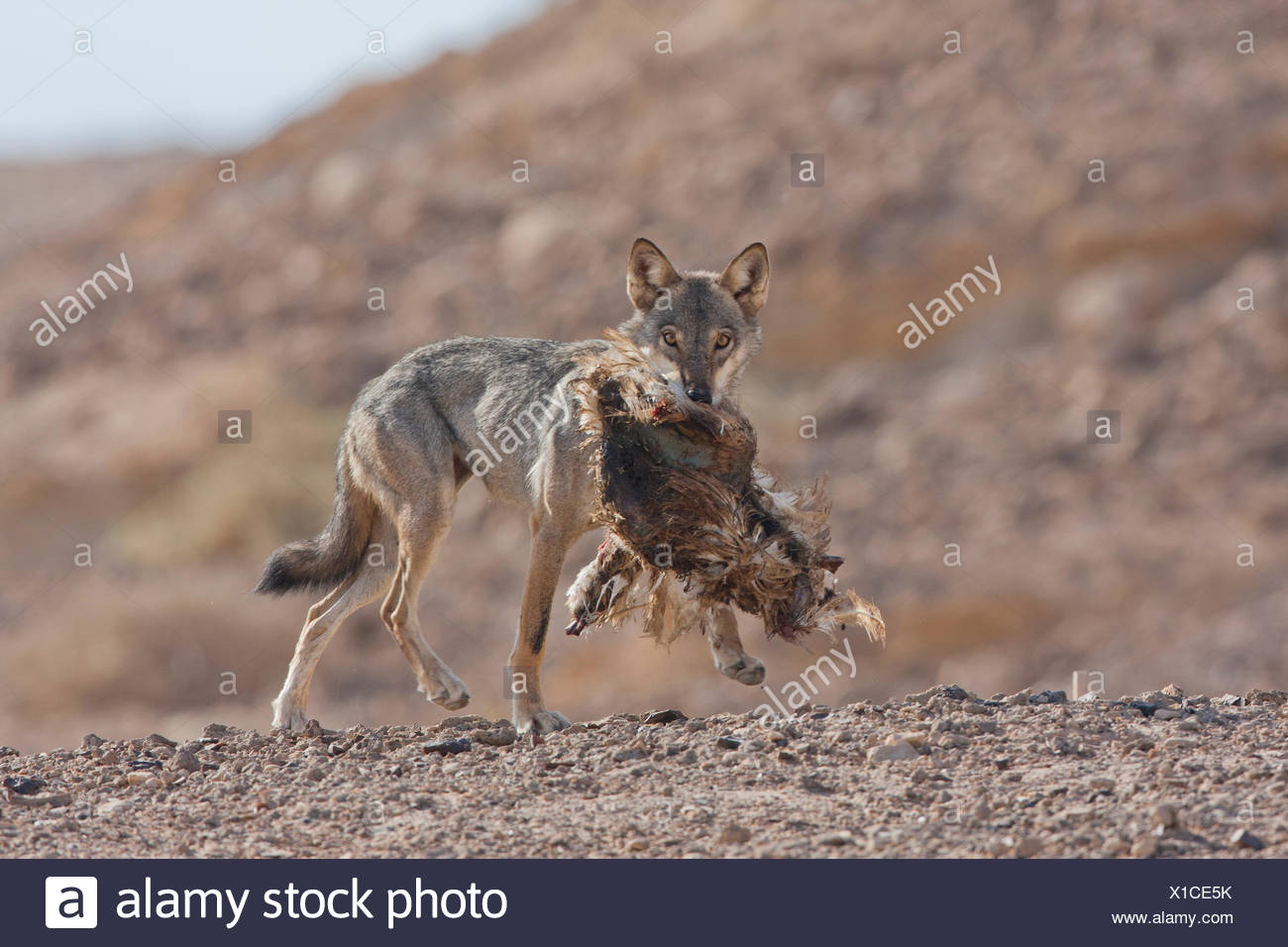 Arabian Wolf Stock Photos & Arabian Wolf Stock Images - Alamy