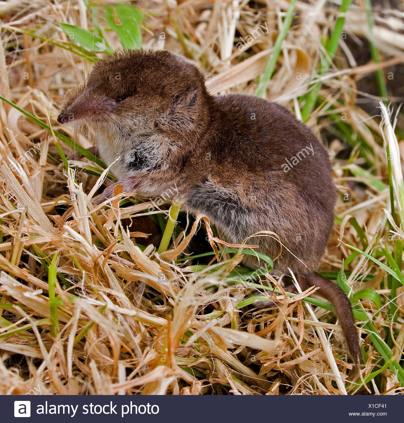 Common Shrew Stock Photos & Common Shrew Stock Images - Alamy