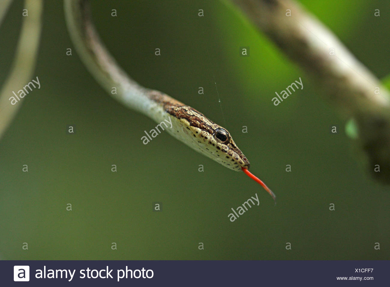 Keelback Snakes High Resolution Stock Photography and Images - Alamy