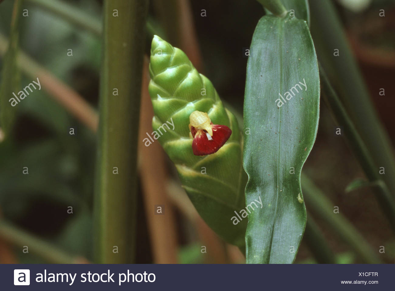 Zingiber Officinale High Resolution Stock Photography and Images - Alamy