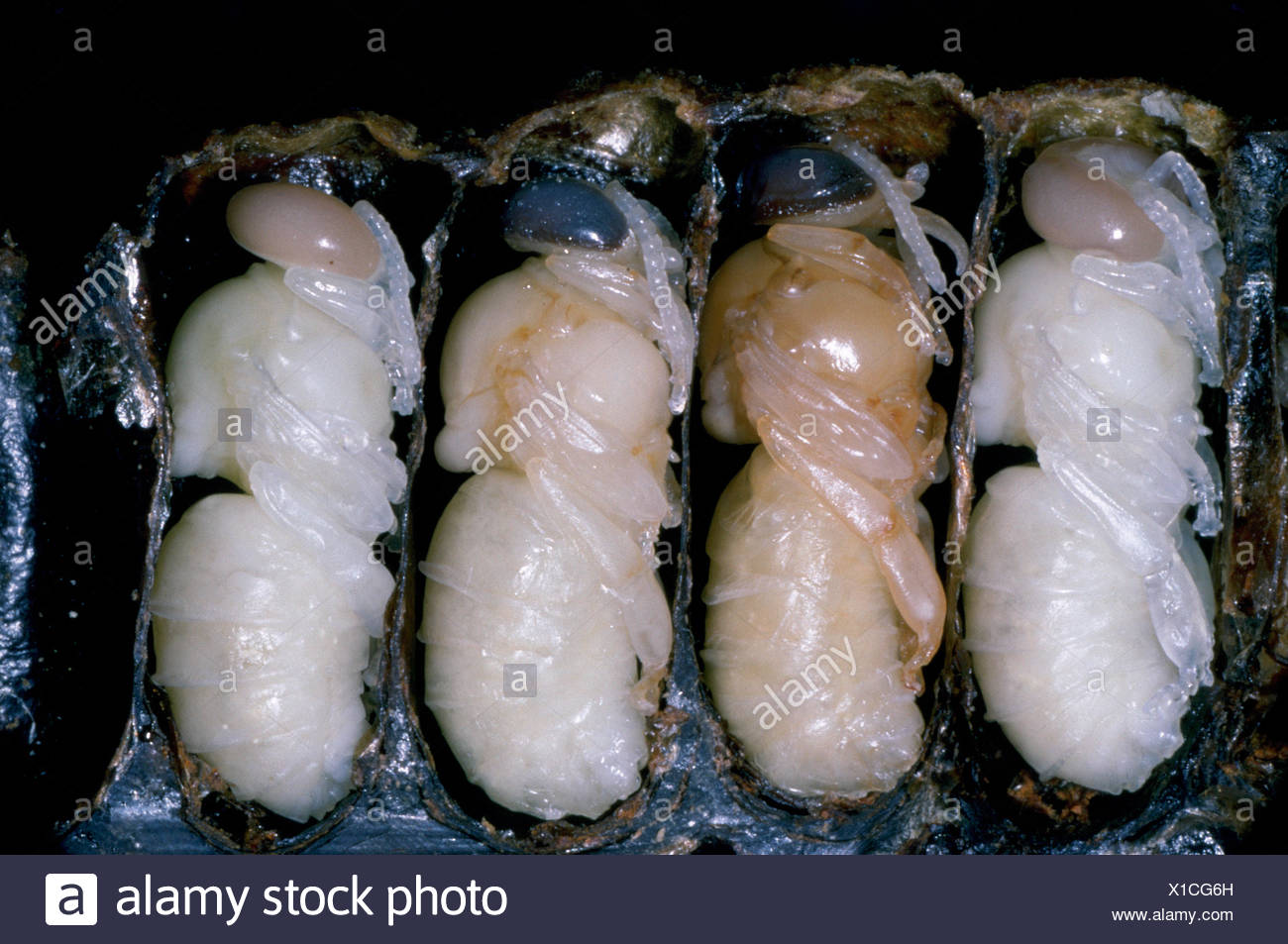 Honeybee Pupa High Resolution Stock Photography and Images - Alamy