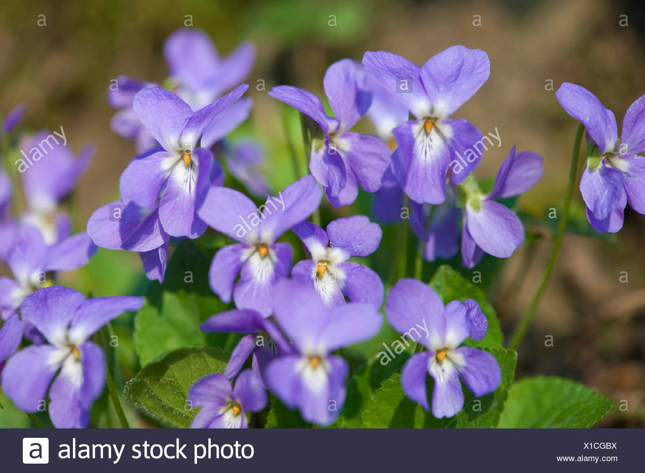 Veilchen Violett Stock Photos & Veilchen Violett Stock Images - Alamy