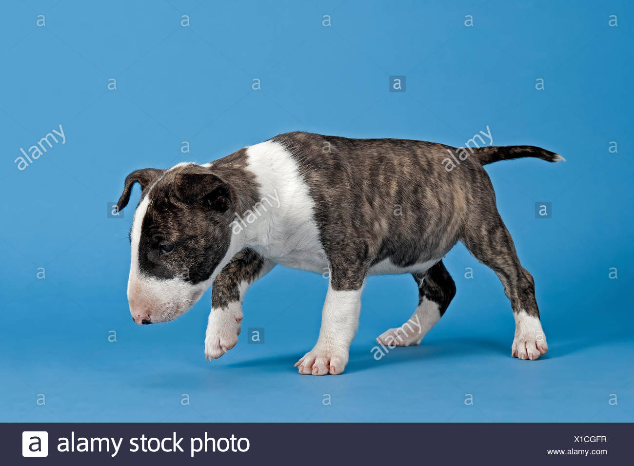 White Brindle High Resolution Stock Photography and Images - Alamy